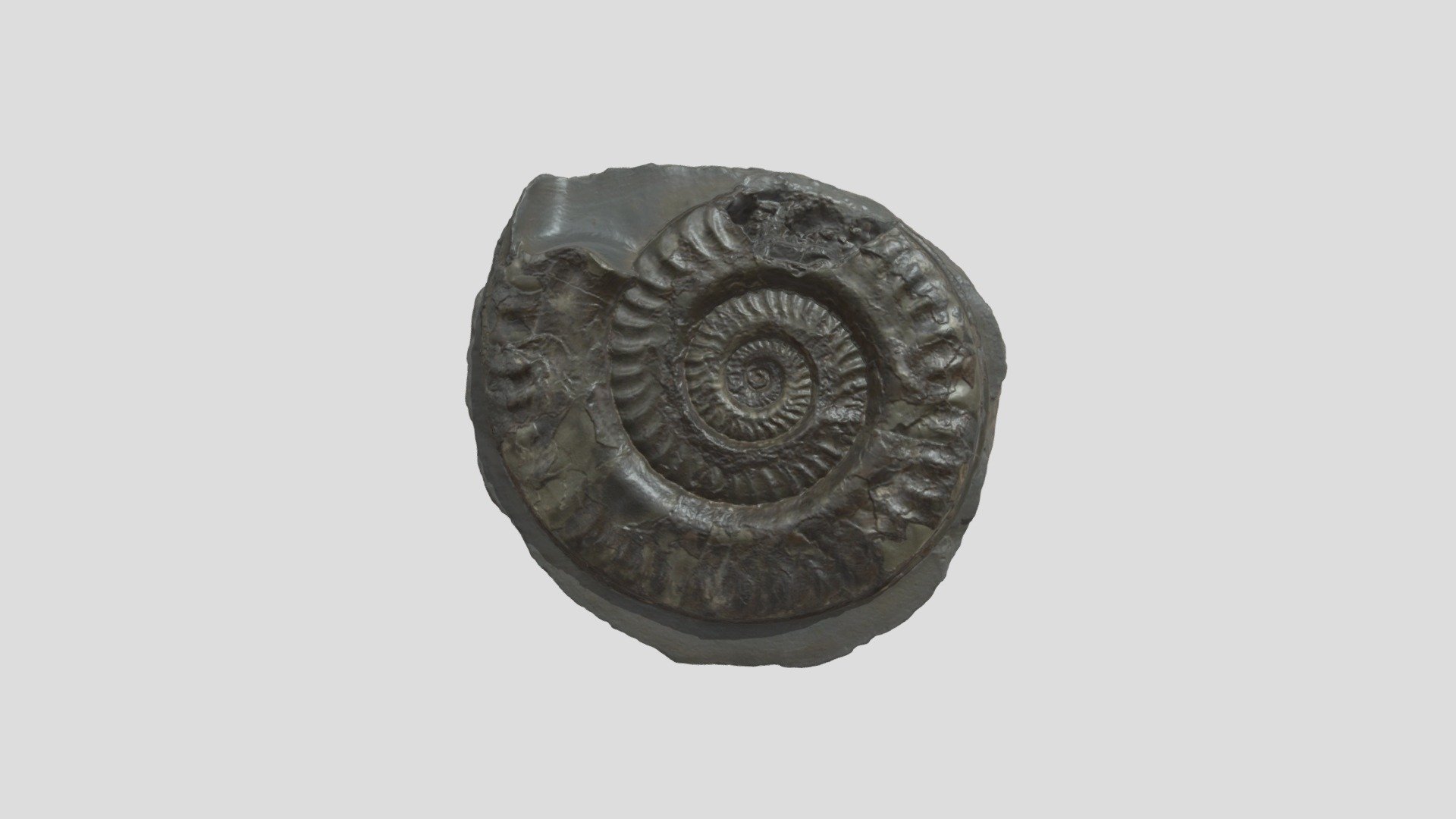 Hildoceras ammonite - 3D model by Andrew R Cuff (@arcuff) [edaffa4 ...