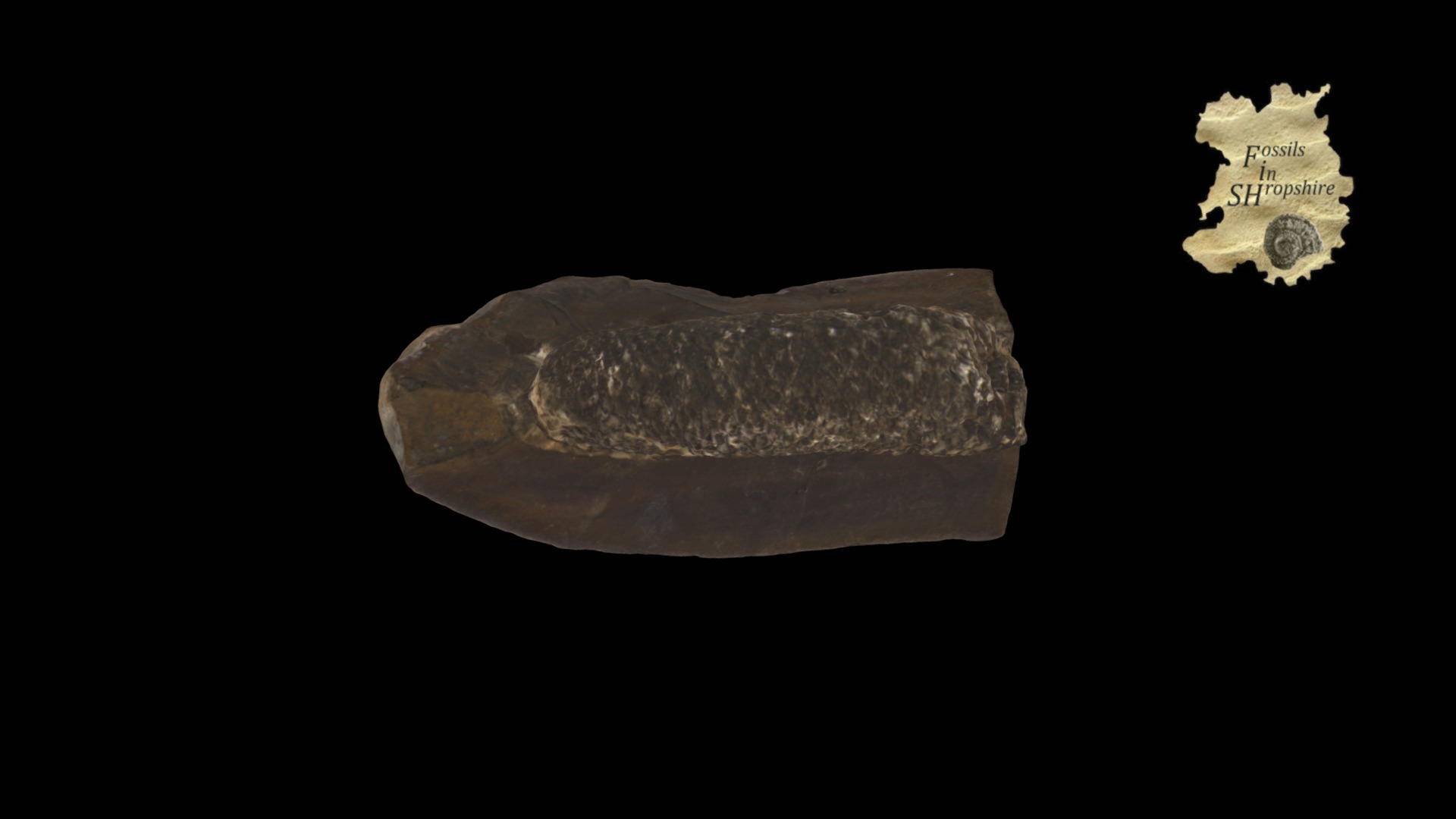 Plant - Lepidostrobus - Download Free 3D model by Fossils in Shropshire ...