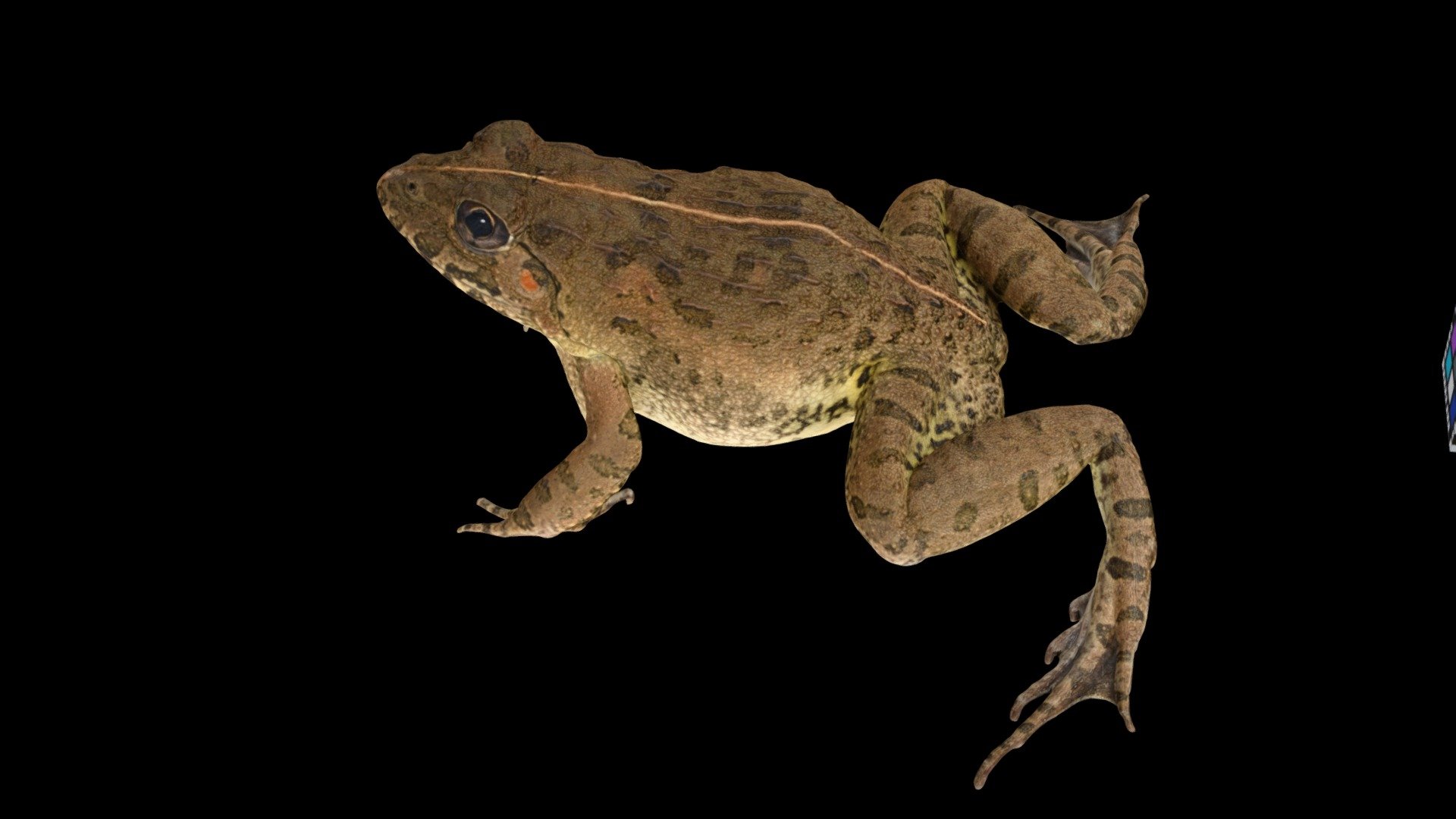 CC0 ヌマガエル 🐸 ♀ Japanese Marsh Frog, F. kawamurai - Download Free 3D ...