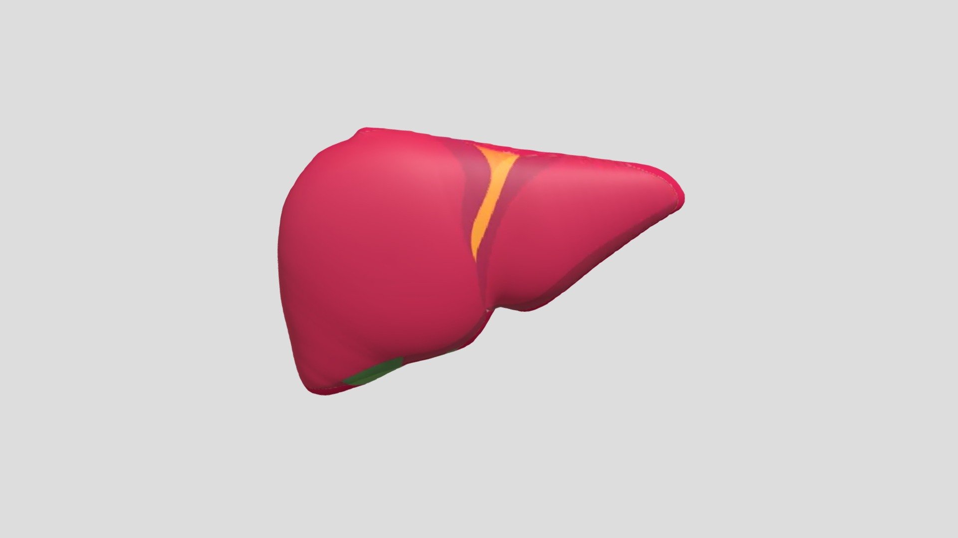 Liver - Download Free 3D model by septianss [edb3a57] - Sketchfab