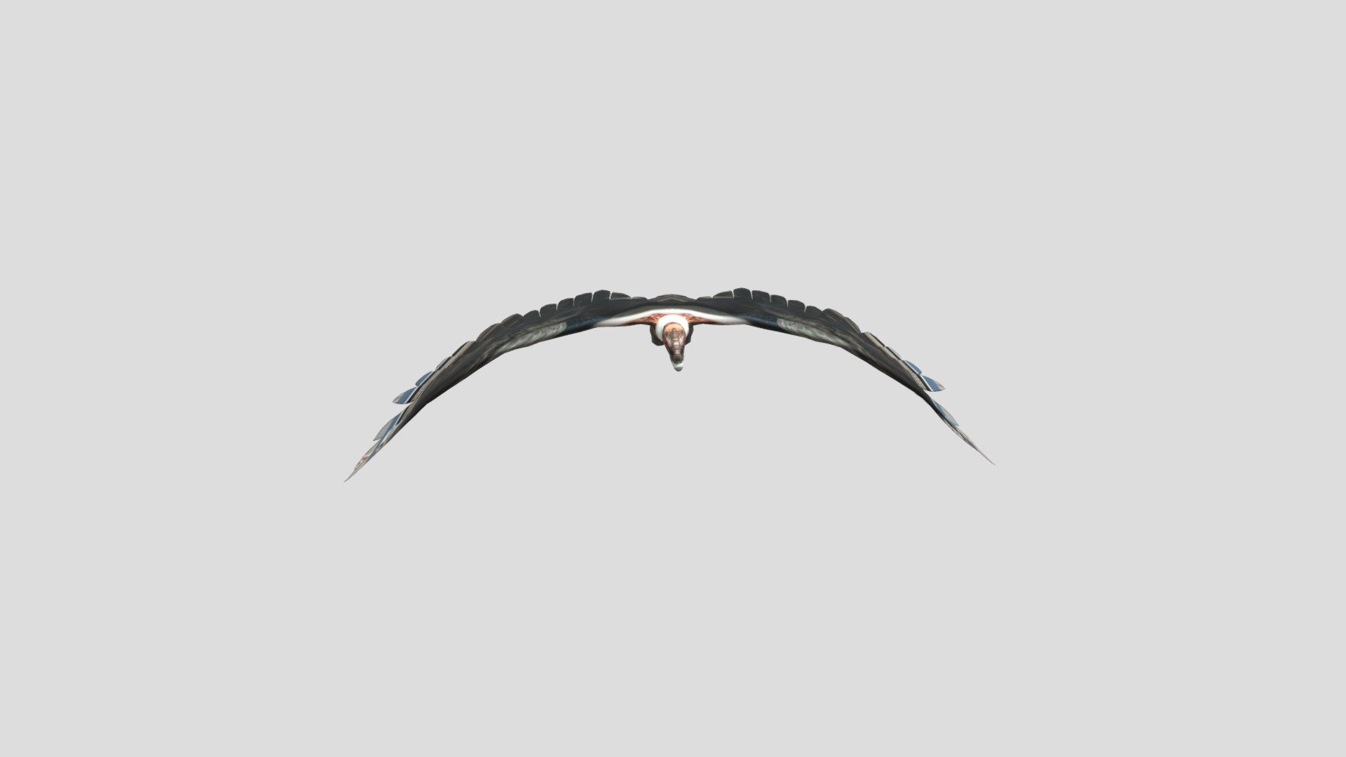 Condor - Download Free 3D model by SAVIA_Colombia (@Minambiente_Col ...