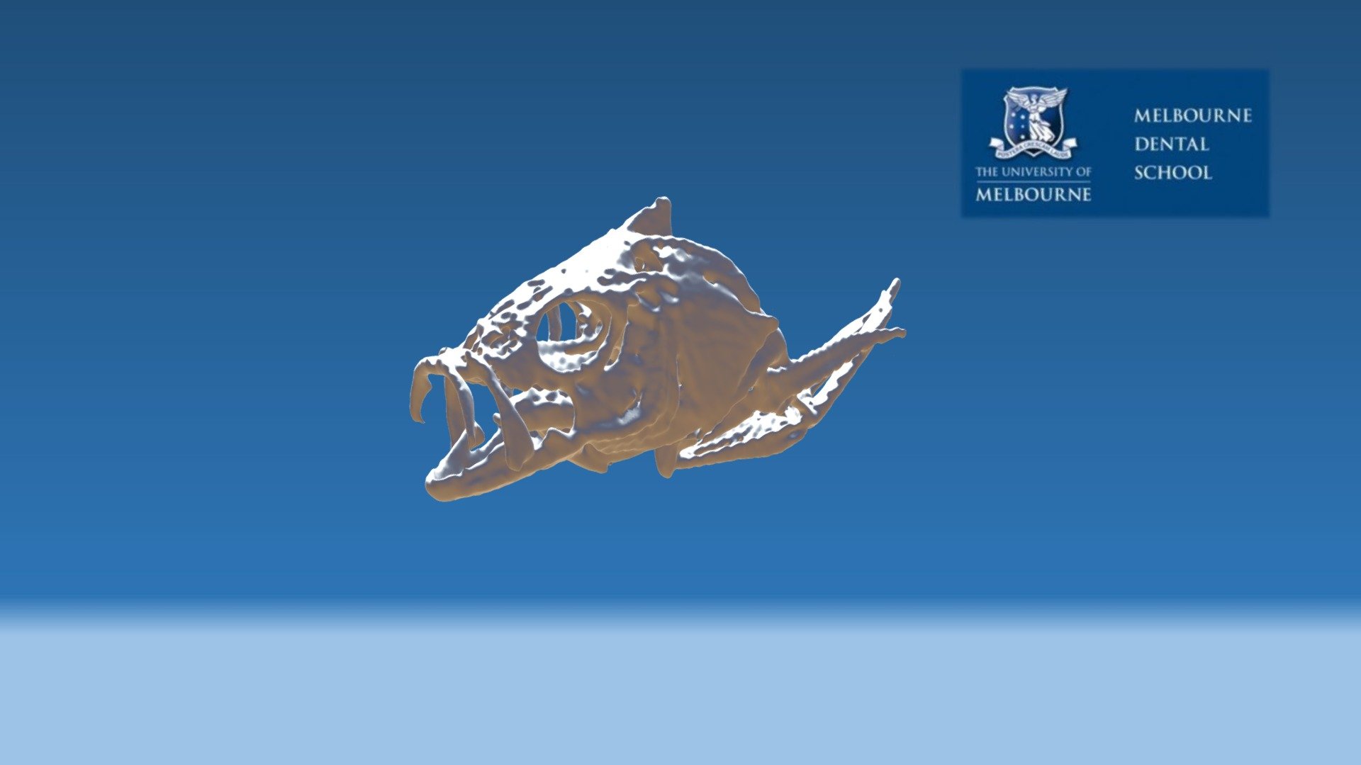 Perch - 3D model by Melbourne Dental School (@Ritasodontology) [edbda78 ...