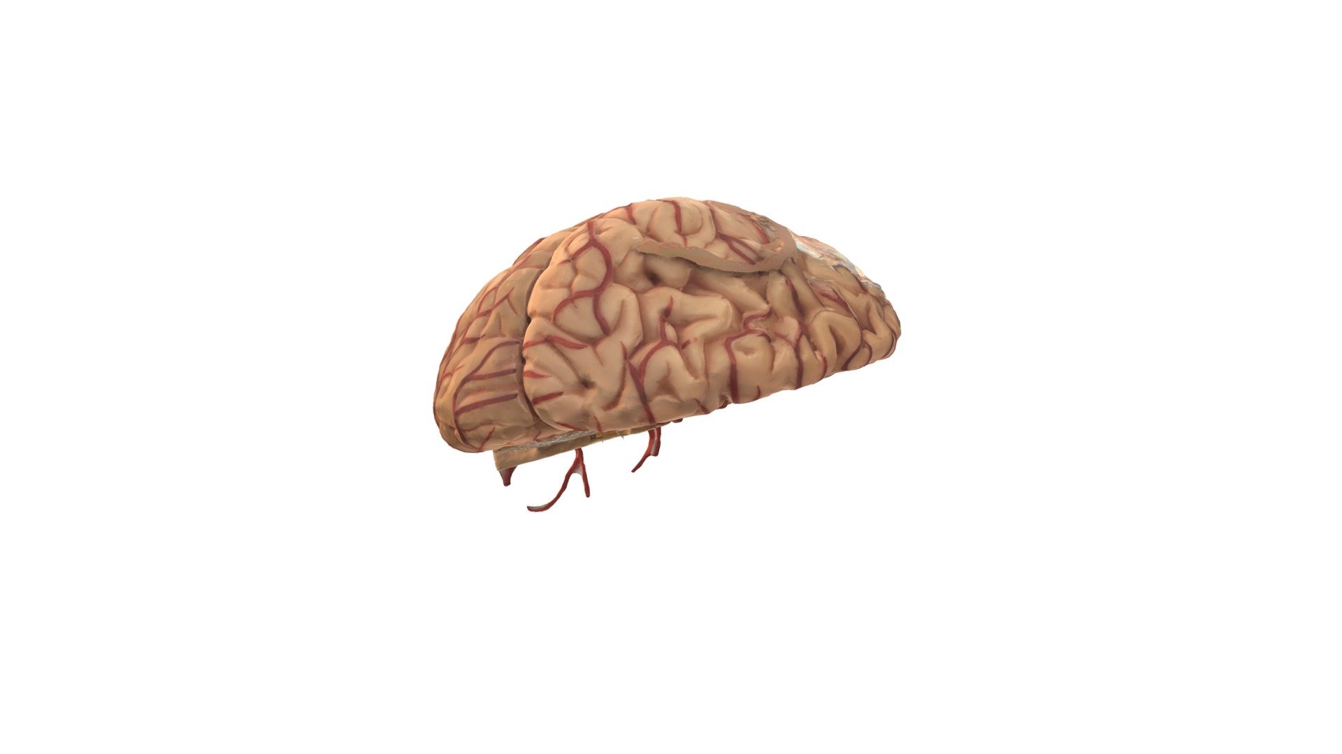 B1- Half Brain - 3D model by lai204 [edcd5ca] - Sketchfab