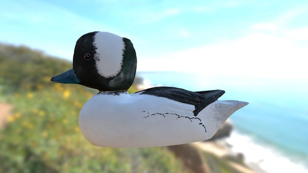 Bufflehead Duck - 3D model by sdg [edd1fb8] - Sketchfab