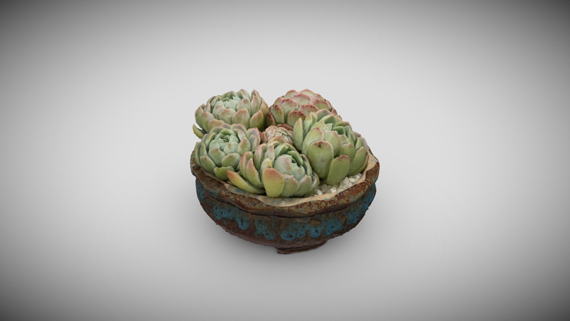 succulent plants4 - 3D model by Wiga [edd3bc5] - Sketchfab