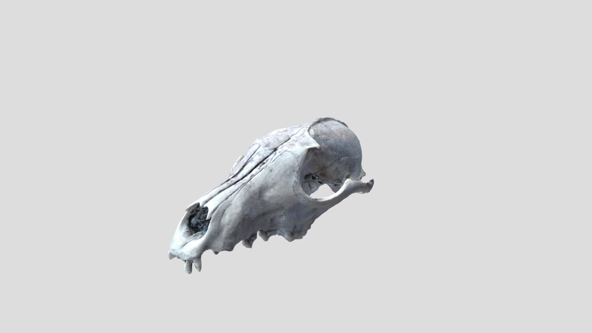 Skull of a Fox .ply - 3D model by Bau-3d [edd5ad1] - Sketchfab