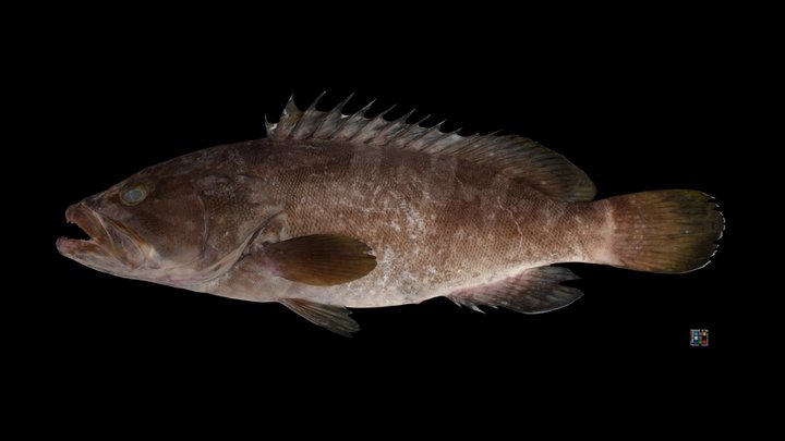 Bruneus 3D models - Sketchfab