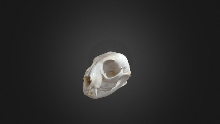 Cat-skull 3D models - Sketchfab