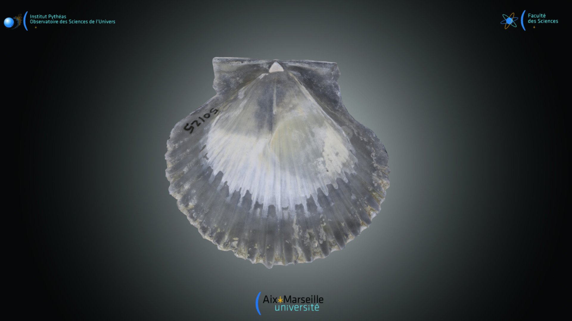 Bivalve - Argopecten - Download Free 3D model by Secteur Sciences et ...