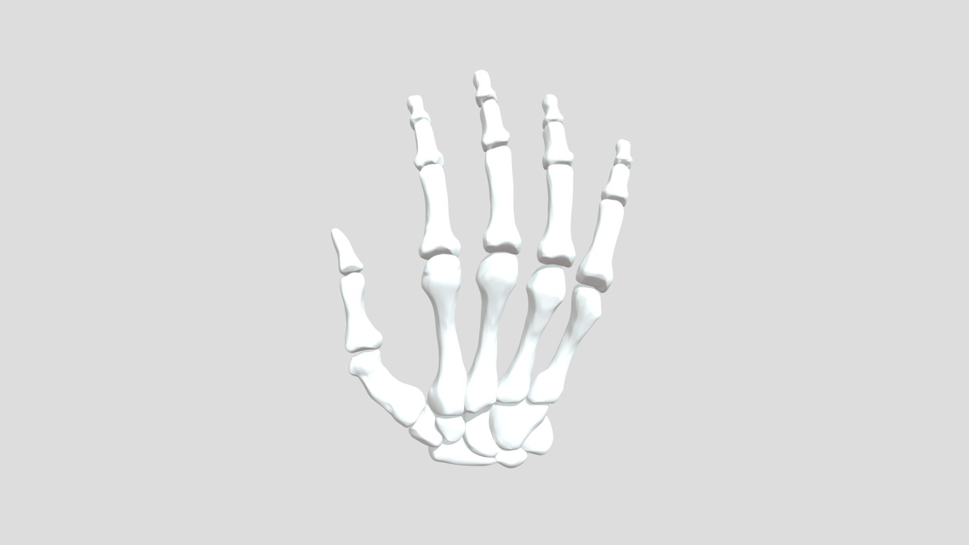 Hand Skeleton - 3D model by aaisha2506 [edf0210] - Sketchfab