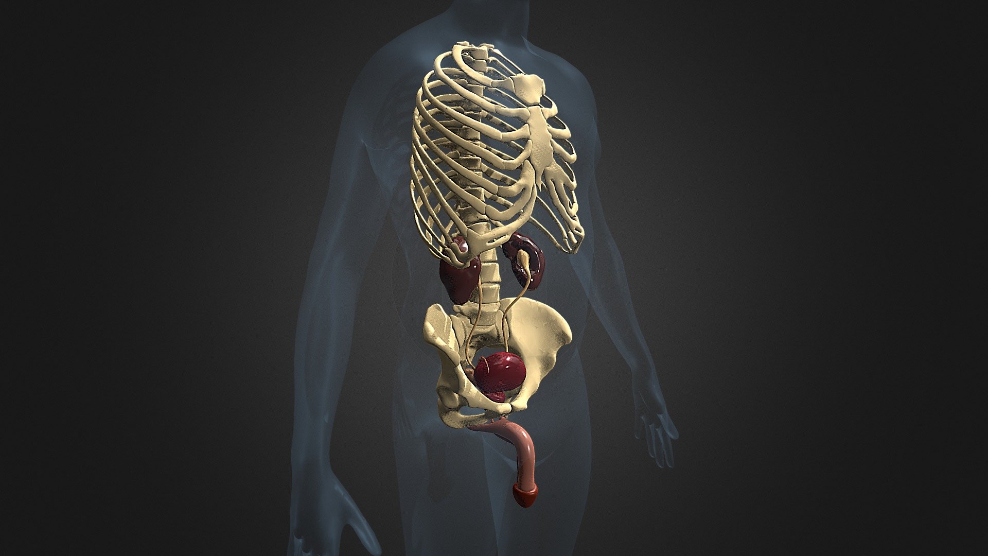 Harnwegsystem - 3D model by medicalvrlabs [edf1411] - Sketchfab