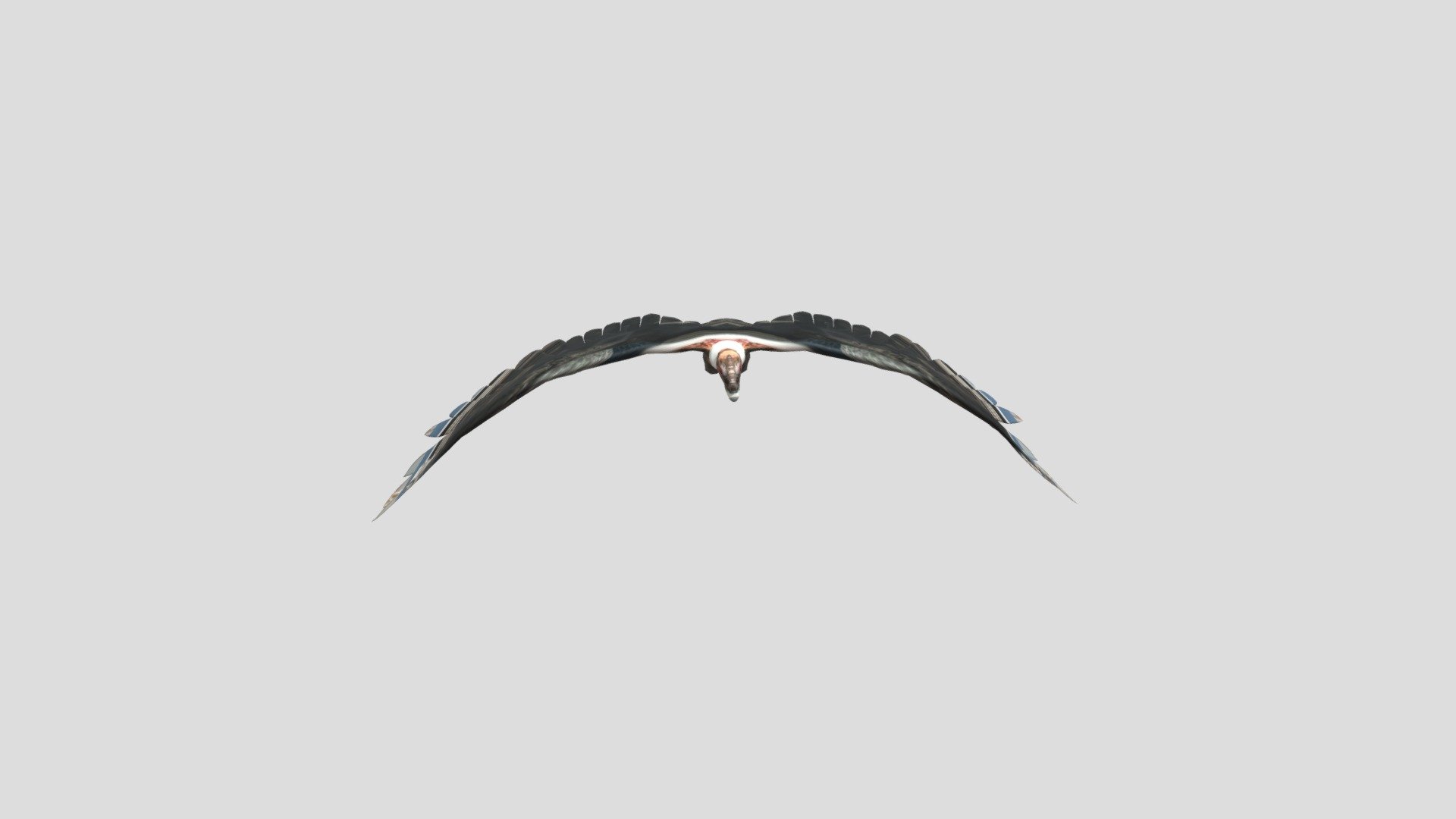 Condor - Download Free 3D model by SAVIA_Colombia (@Minambiente_Col ...