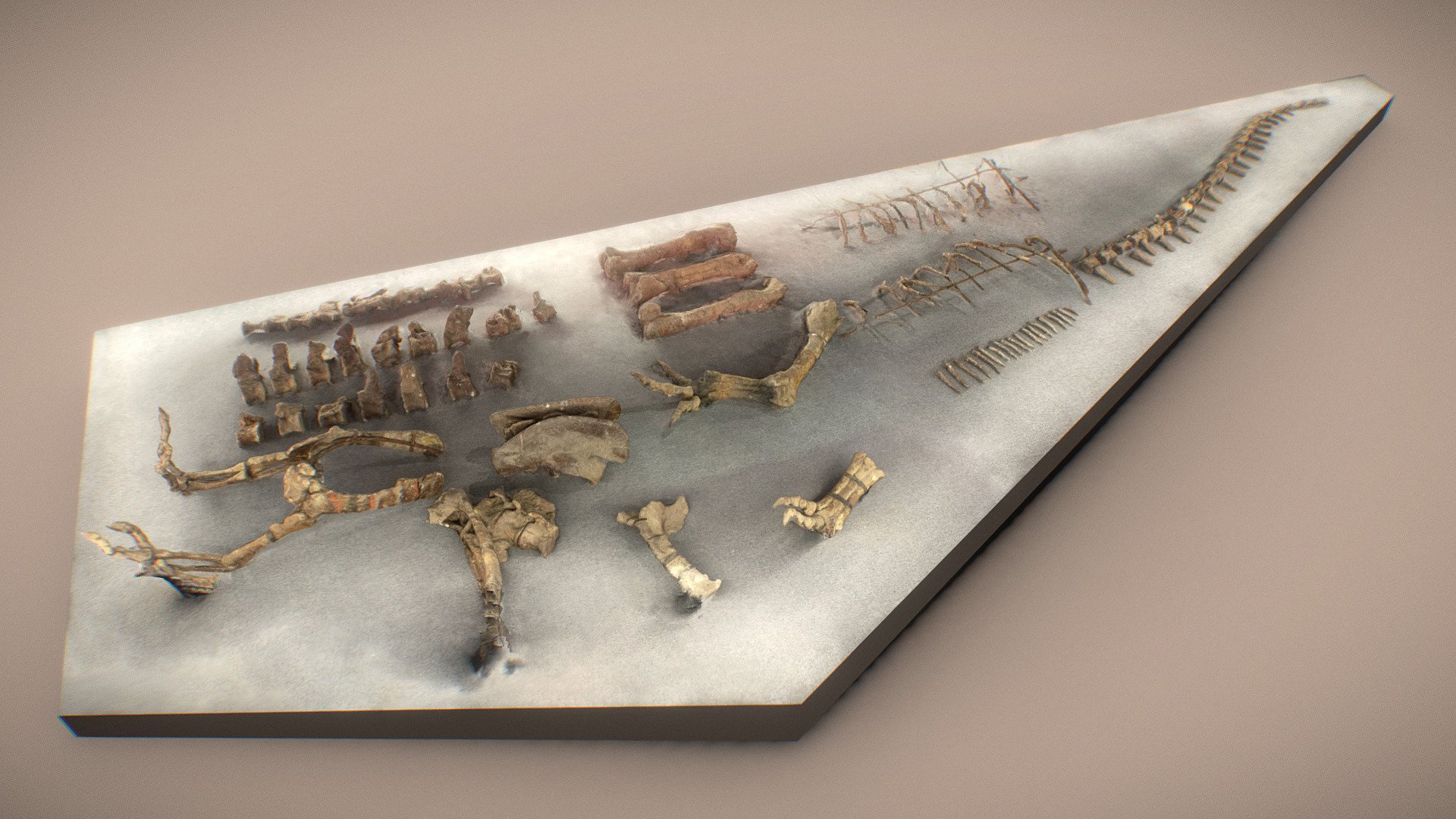 Sinosaurus sinensis postcrania - 3D model by Olof Moleman ...