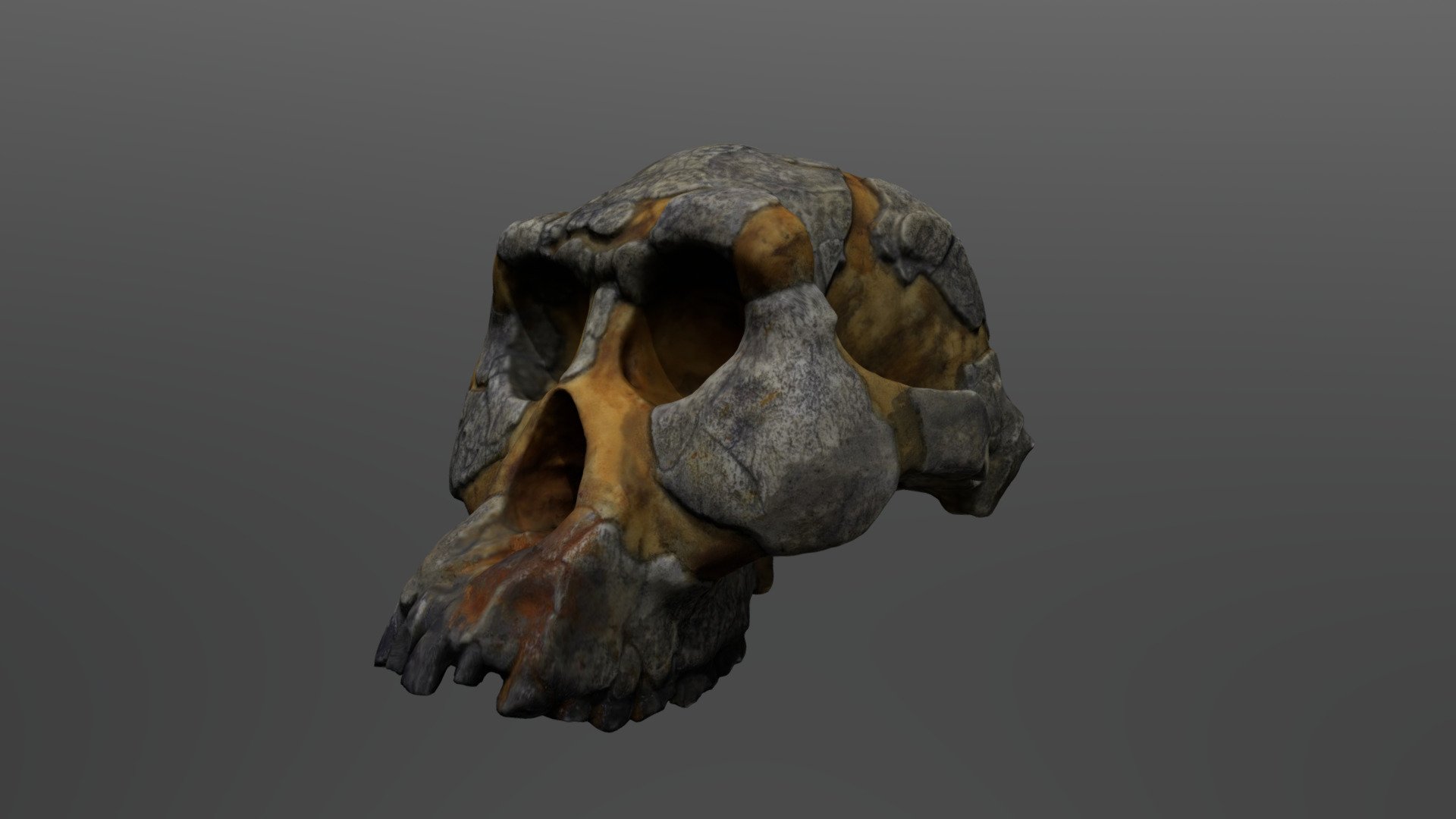 Australopithecus afarensis Cranium - 3D model by UCFanthropology ...