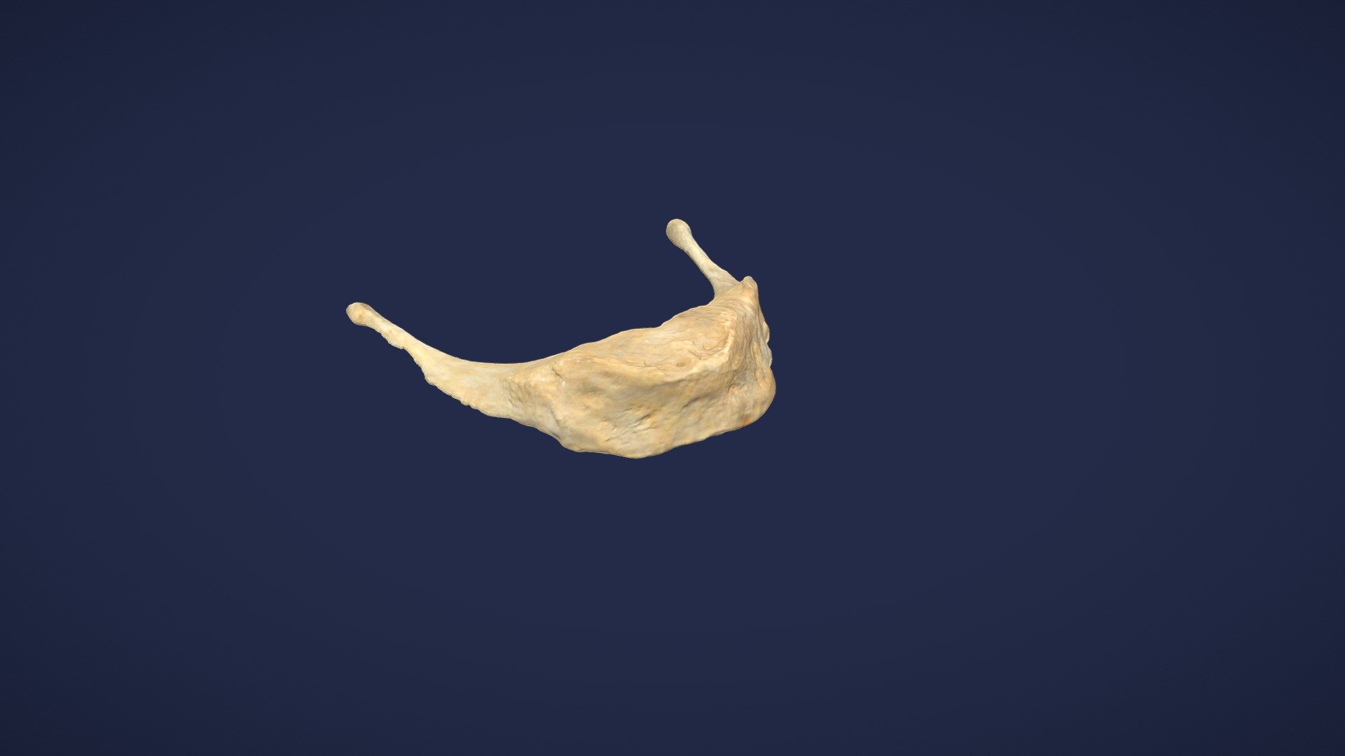 Os hyoideum - 3D model by Institute of Anatomy Rostock (@Alexander ...