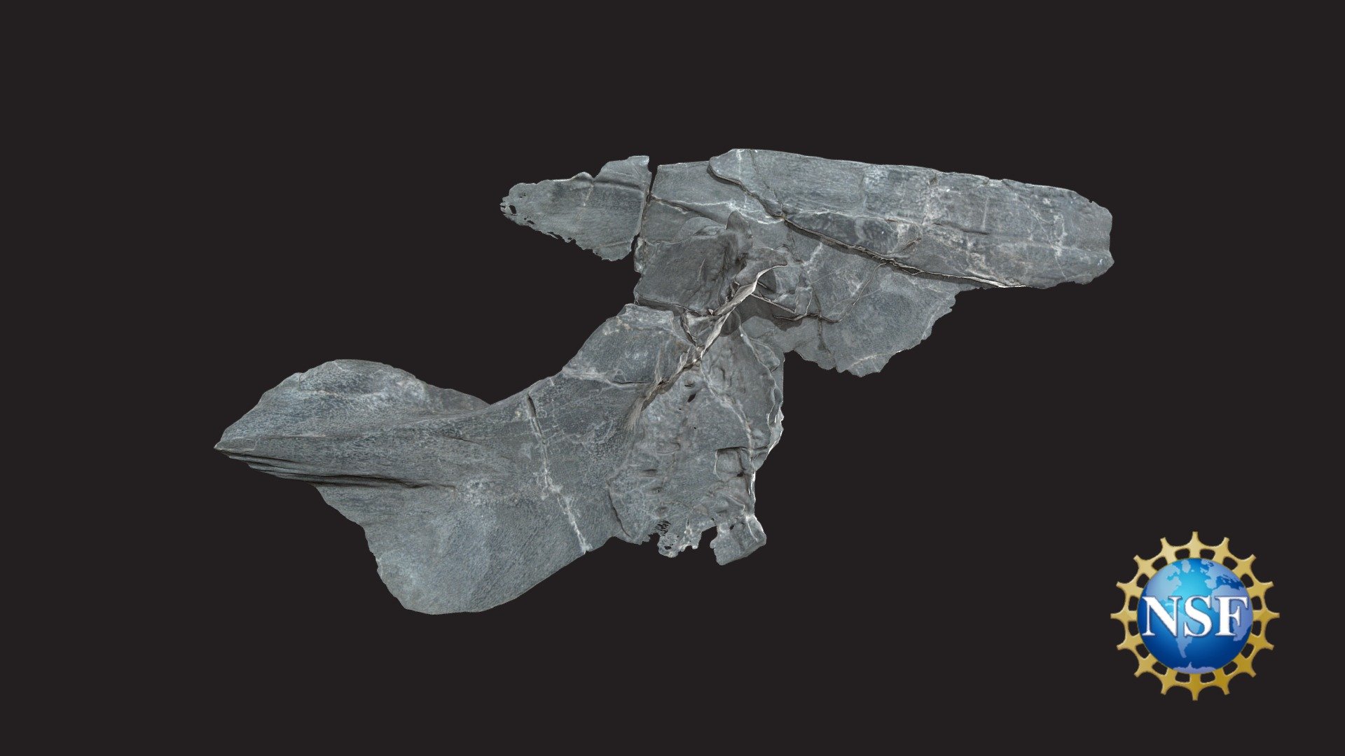 CMNH 8320, Dunkleosteus - 3D model by Cleveland Museum of Natural ...