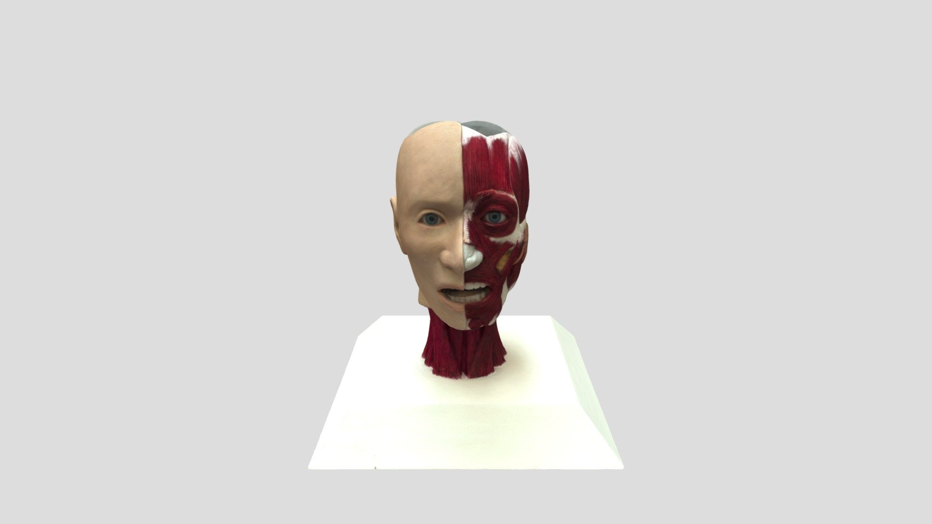 Écorché - 3D model by yasmingiangiordano [ee0de68] - Sketchfab