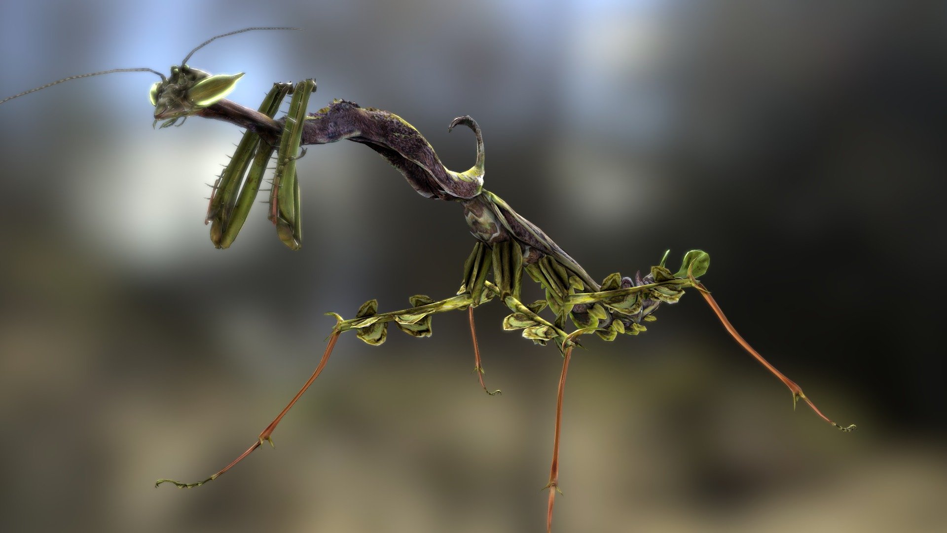Paratoxodera cornicollis -Giant Stick Mantis - Buy Royalty Free 3D ...