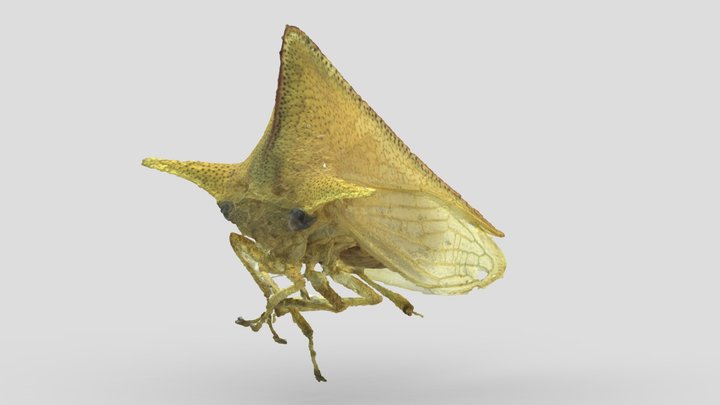 Treehopper 3D models - Sketchfab