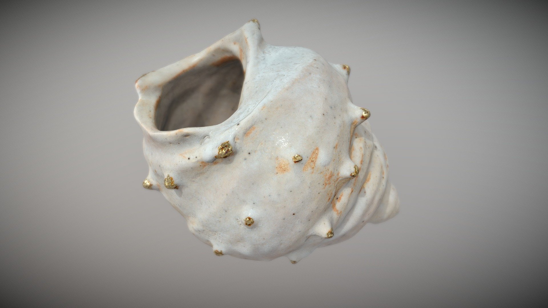 Conch by Ikuhiko Shibata - 3D model by MimirLLC (@mimirvr) [ee298fb ...