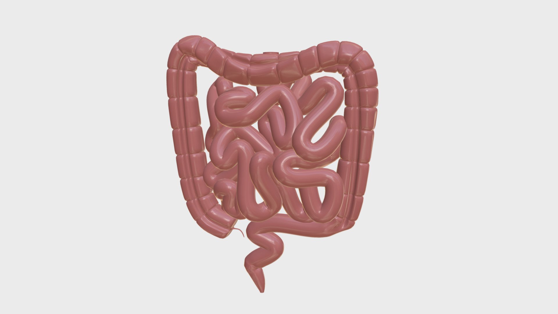 Anatomy - Human intestine - Buy Royalty Free 3D model by ...