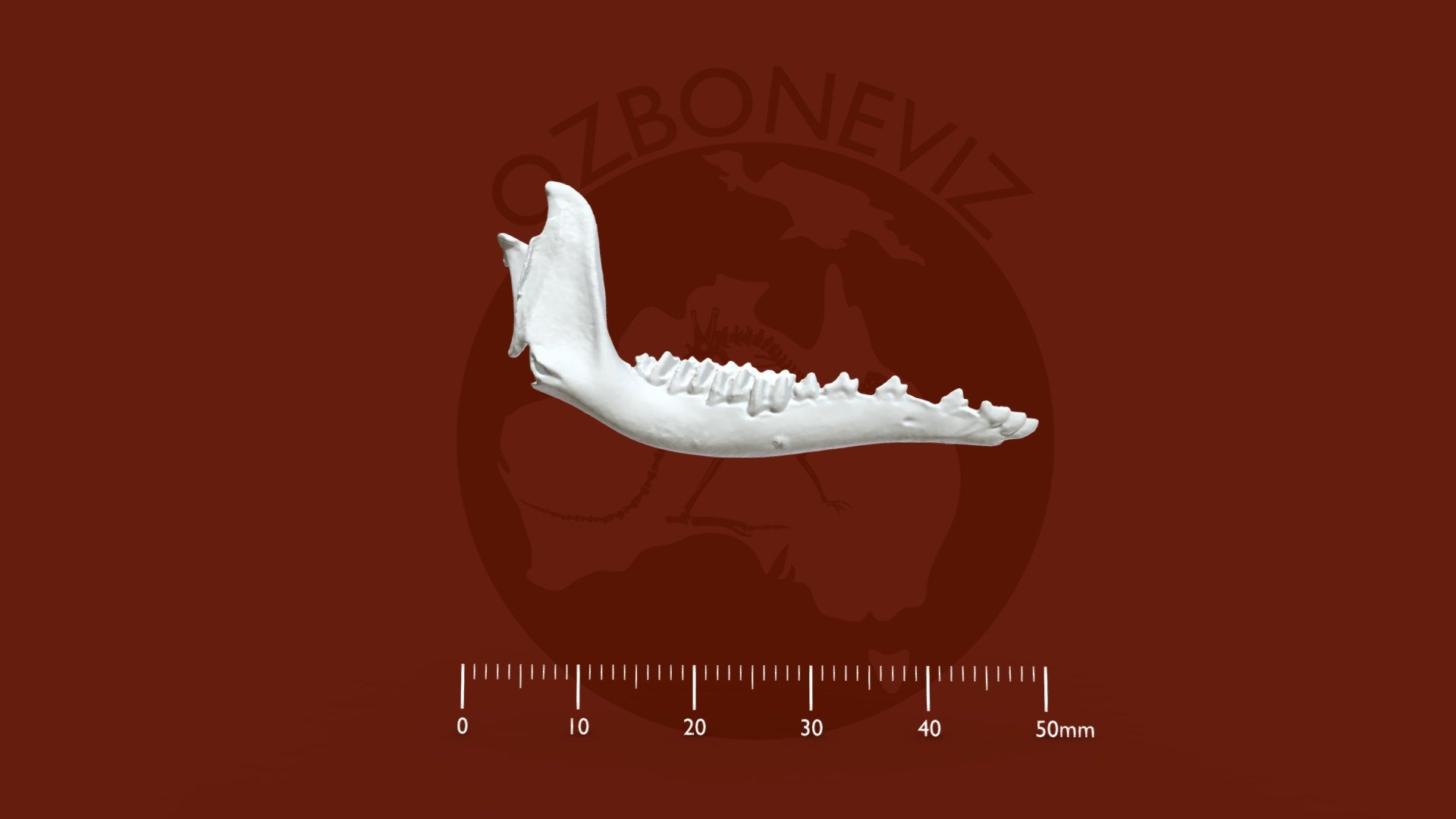 Northern pig-footed bandicoot dentary - 3D model by Ozboneviz [ee2ec10 ...