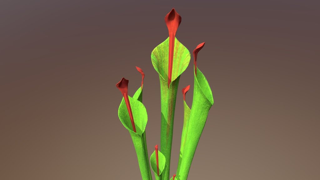 Pitcher Plant (Heliamphora chimantensis) - 3D model by BIOZONE [ee31f10 ...