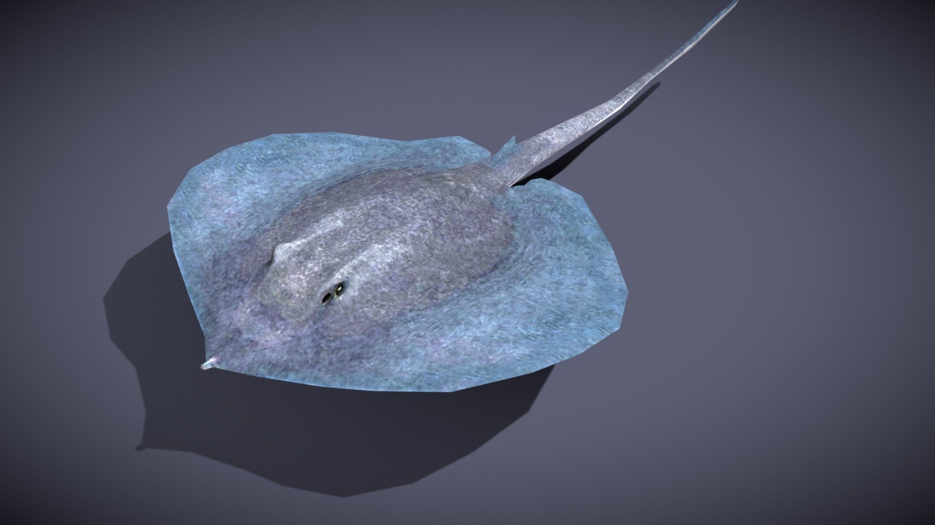 Sealife - Stingray - Buy Royalty Free 3D model by 3DRT.com [ee31f78 ...