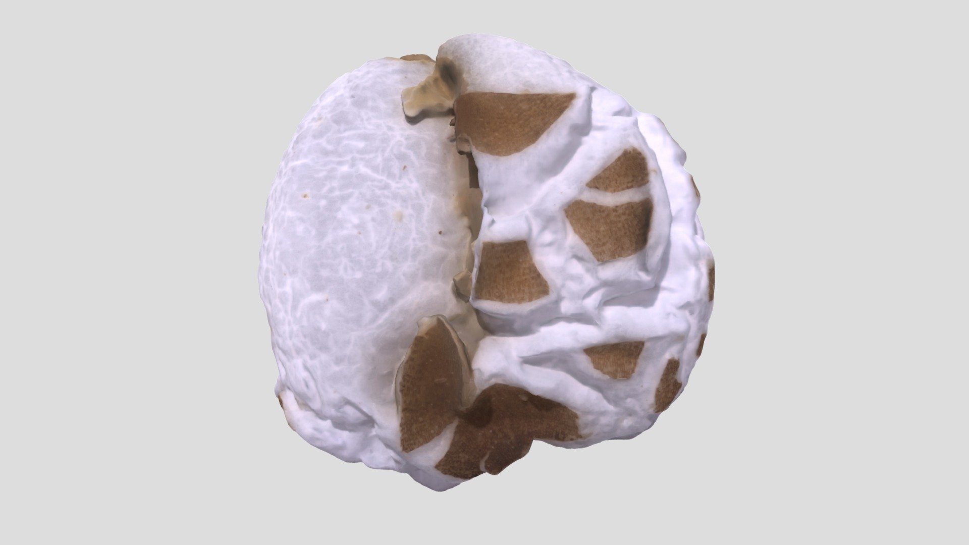Puffed Buckwheat - 3D model by microversestudio [ee322d6] - Sketchfab