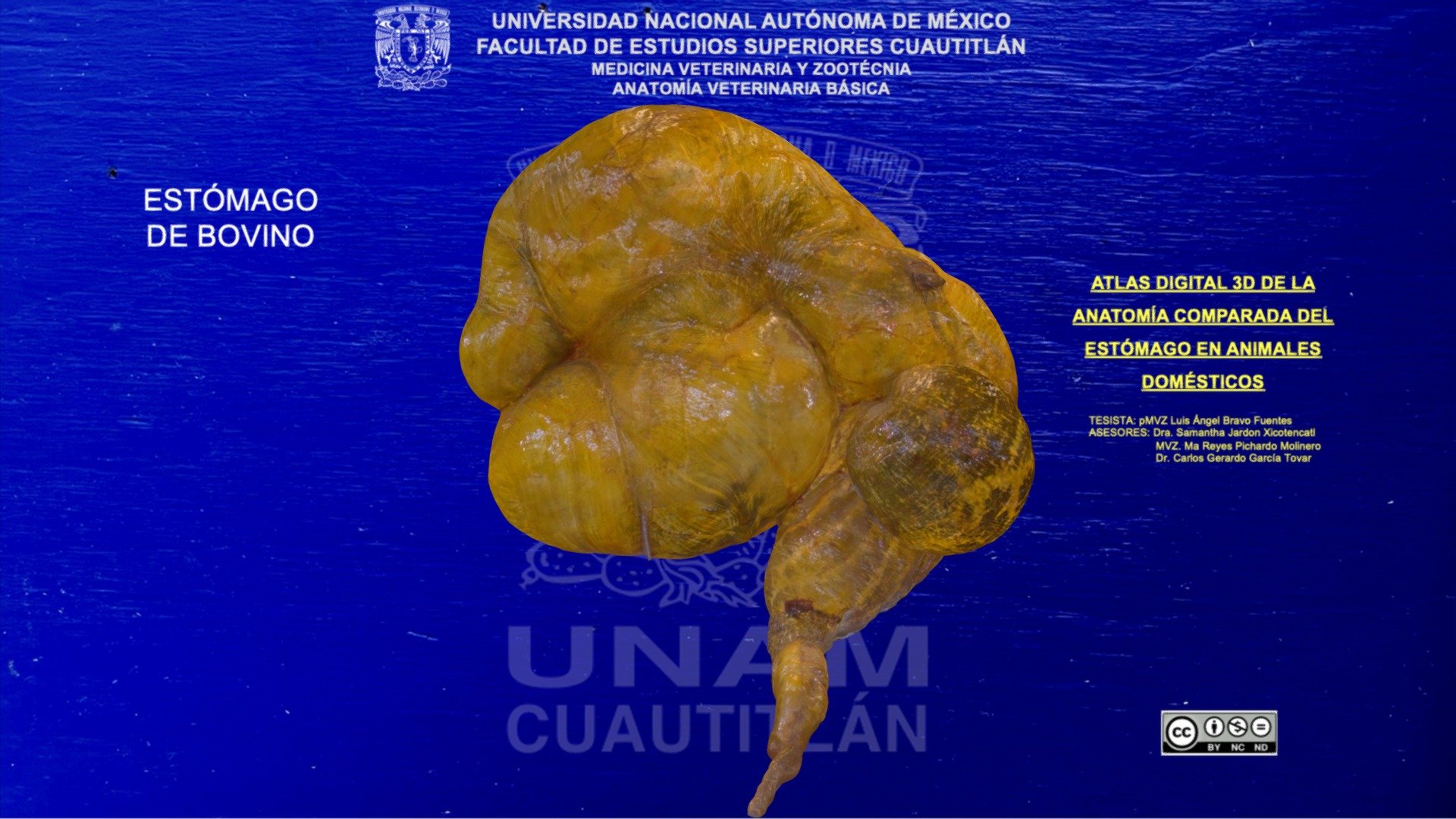 ESTÓMAGO DE BOVINO - RUMEN - SUPERFICIE VISCERAL - 3D model by Anatomía ...