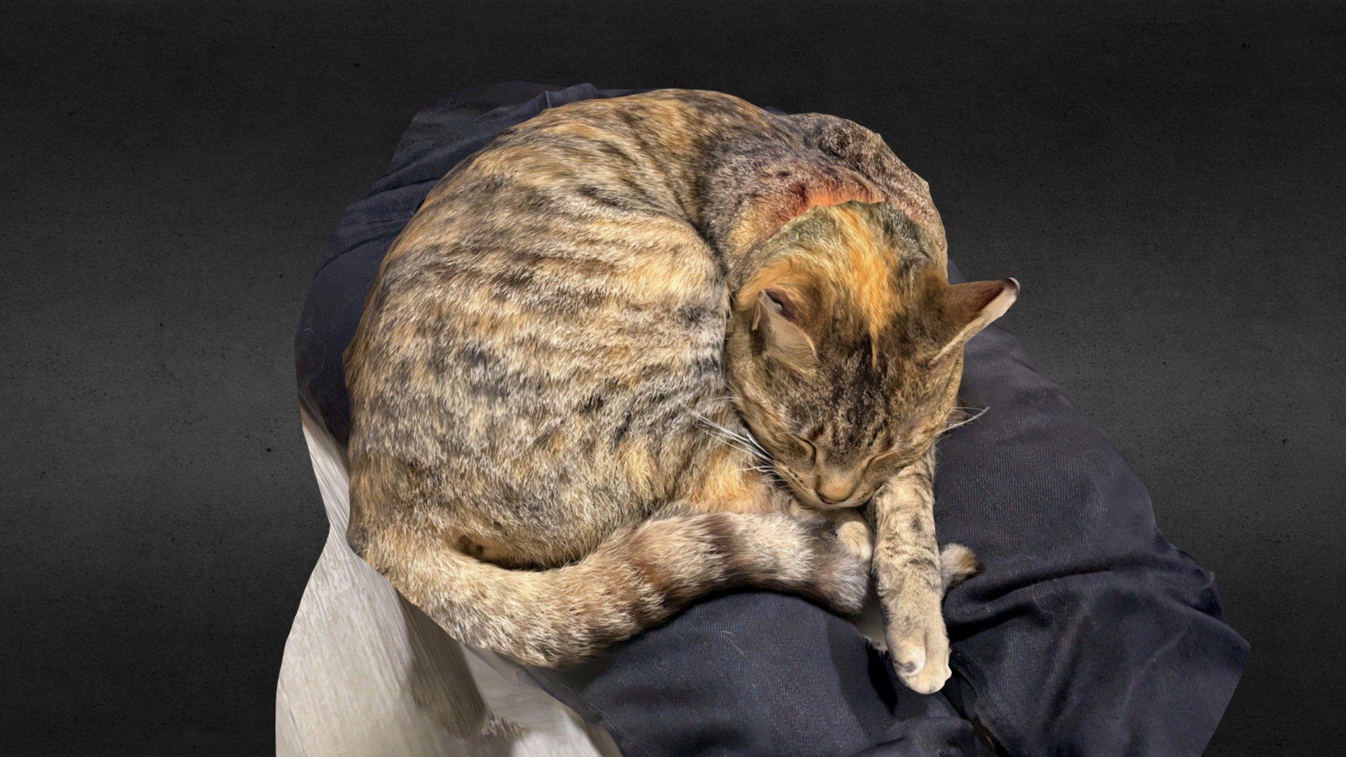 Hopper - Our Really Chilled New Cat - 3D model by ideabeans [ee549b2 ...