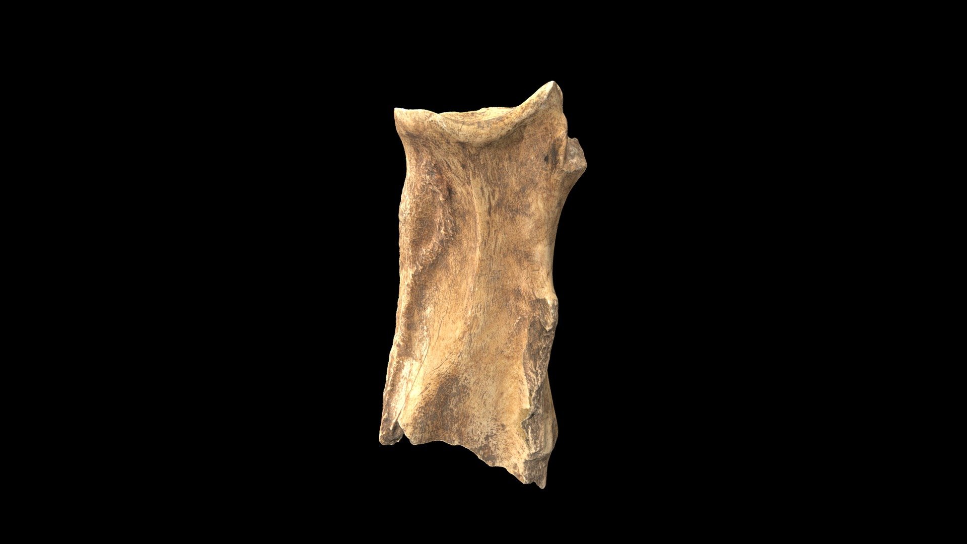 Bison Scapula Hoe - 3D model by danderson4 [ee5bec1] - Sketchfab