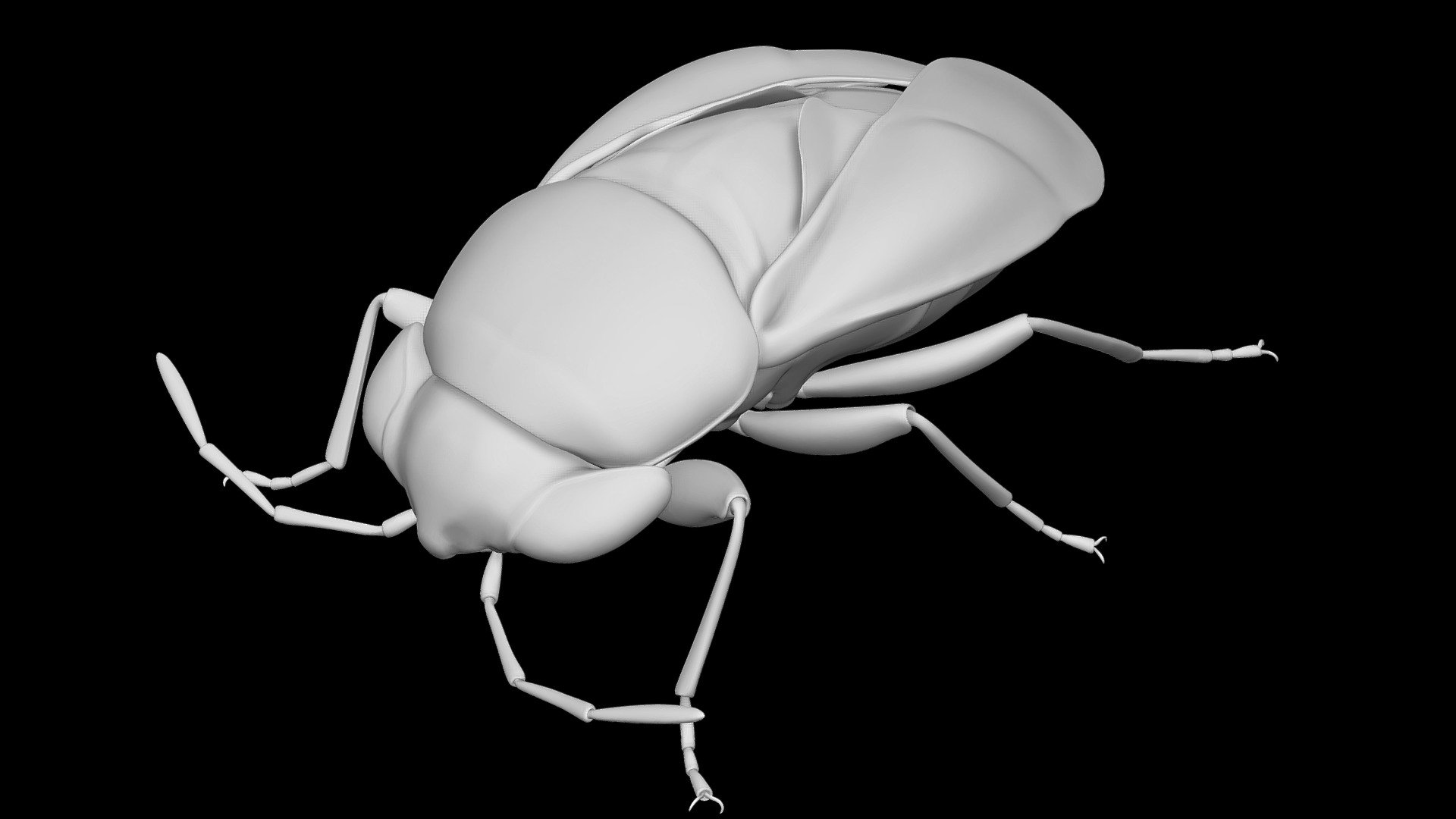 Piocoris Varius - Download Free 3D model by tunosemi [ee6707f] - Sketchfab