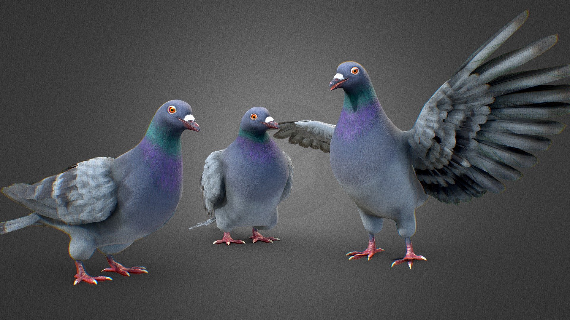 Fully Rigged Pigeon - 3D model by Chpndl [ee698ae] - Sketchfab