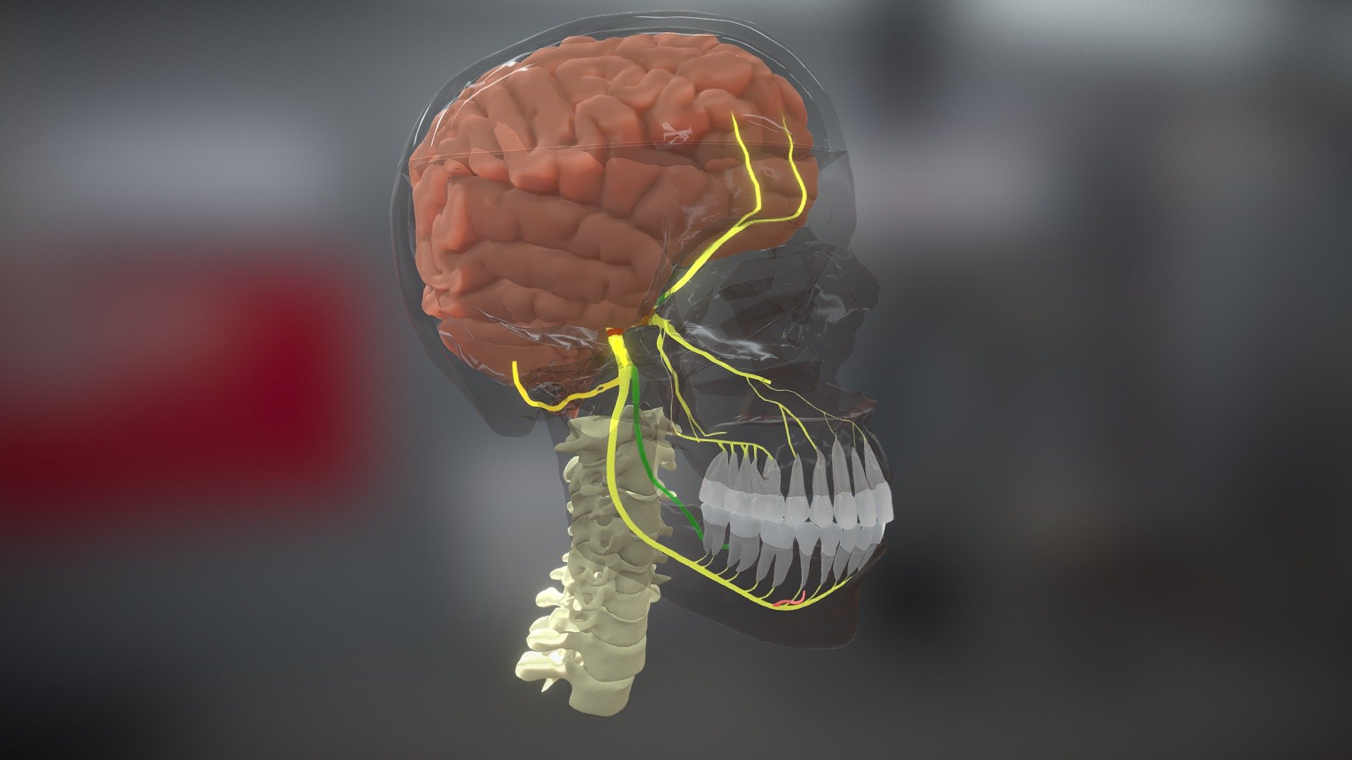 V1 V2 V3 - 3D model by John A Burns School of Medicine (@jabsom ...