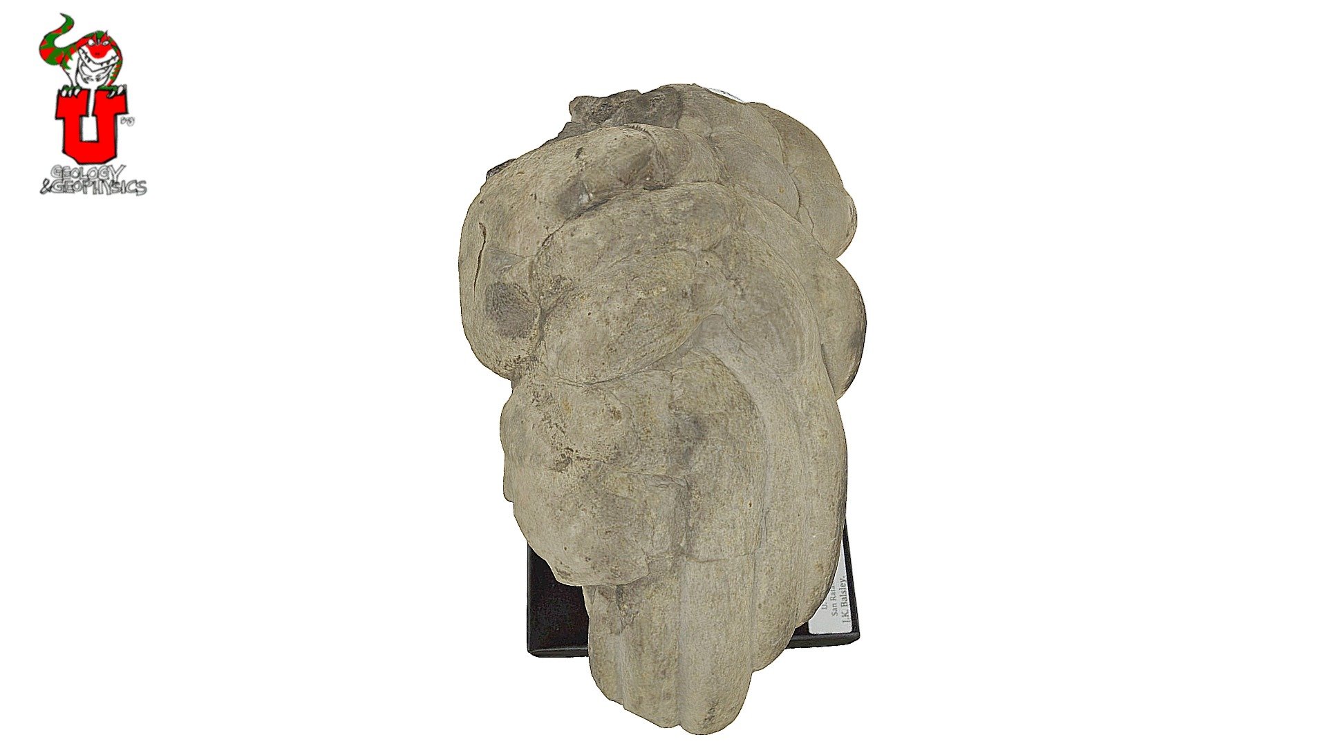 Coprolite - 3D model by UofU Geology & Geophysics (@UofUGeo) [ee6b01a ...