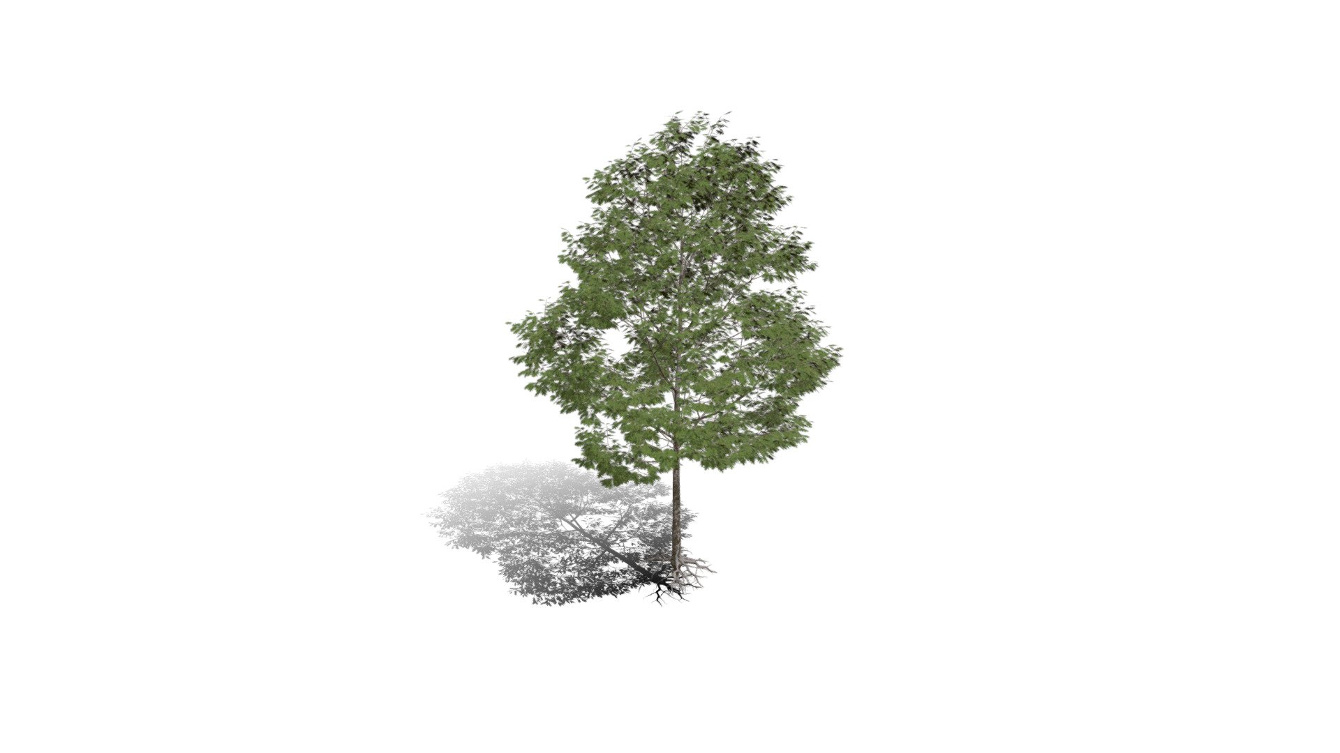 Realistic HD Northern red oak (17/138) - Download Free 3D model by ...