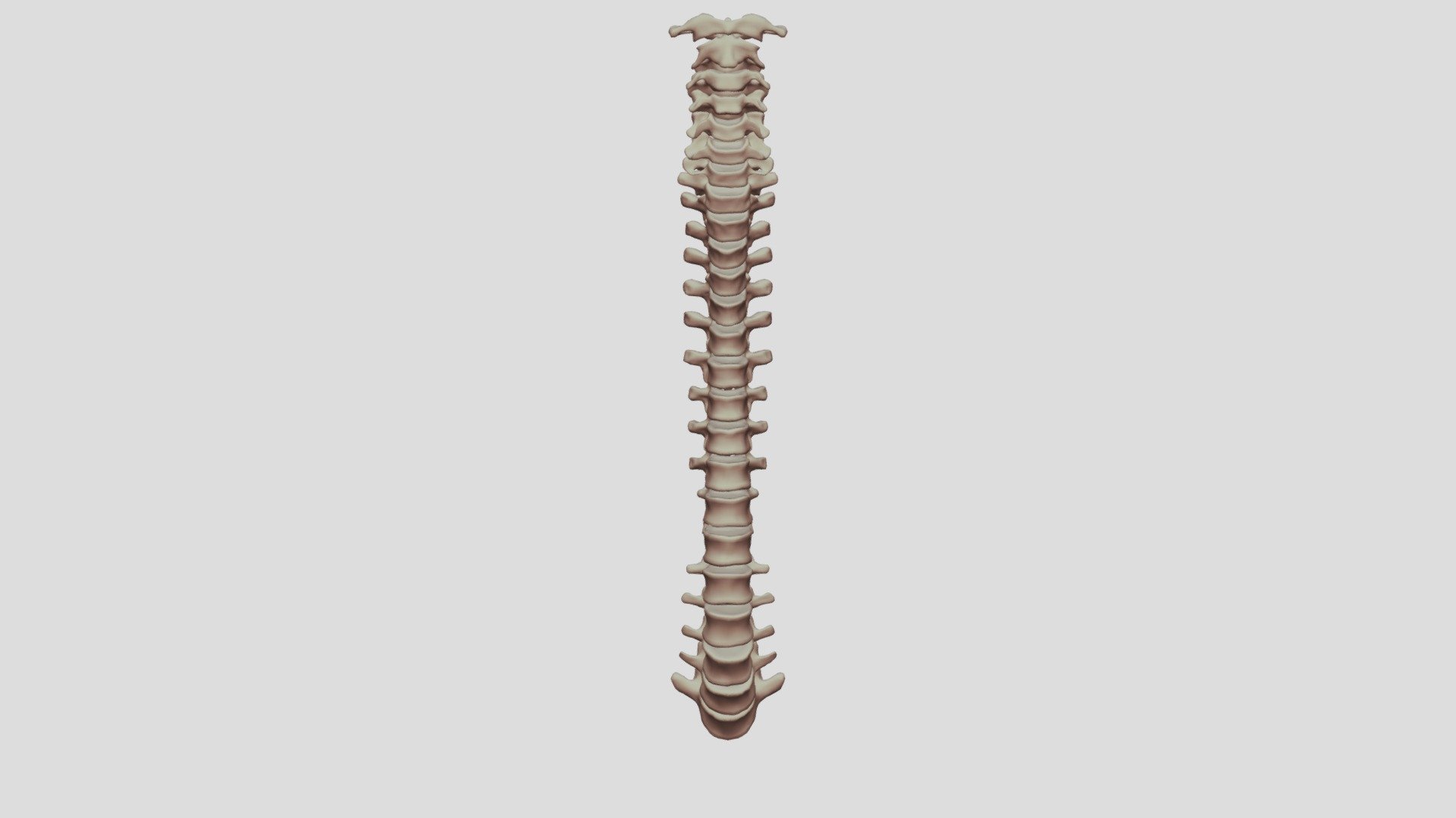 Rigged human spine - 3D model by Angels&Demons (@AngelsDemons) [ee727da ...