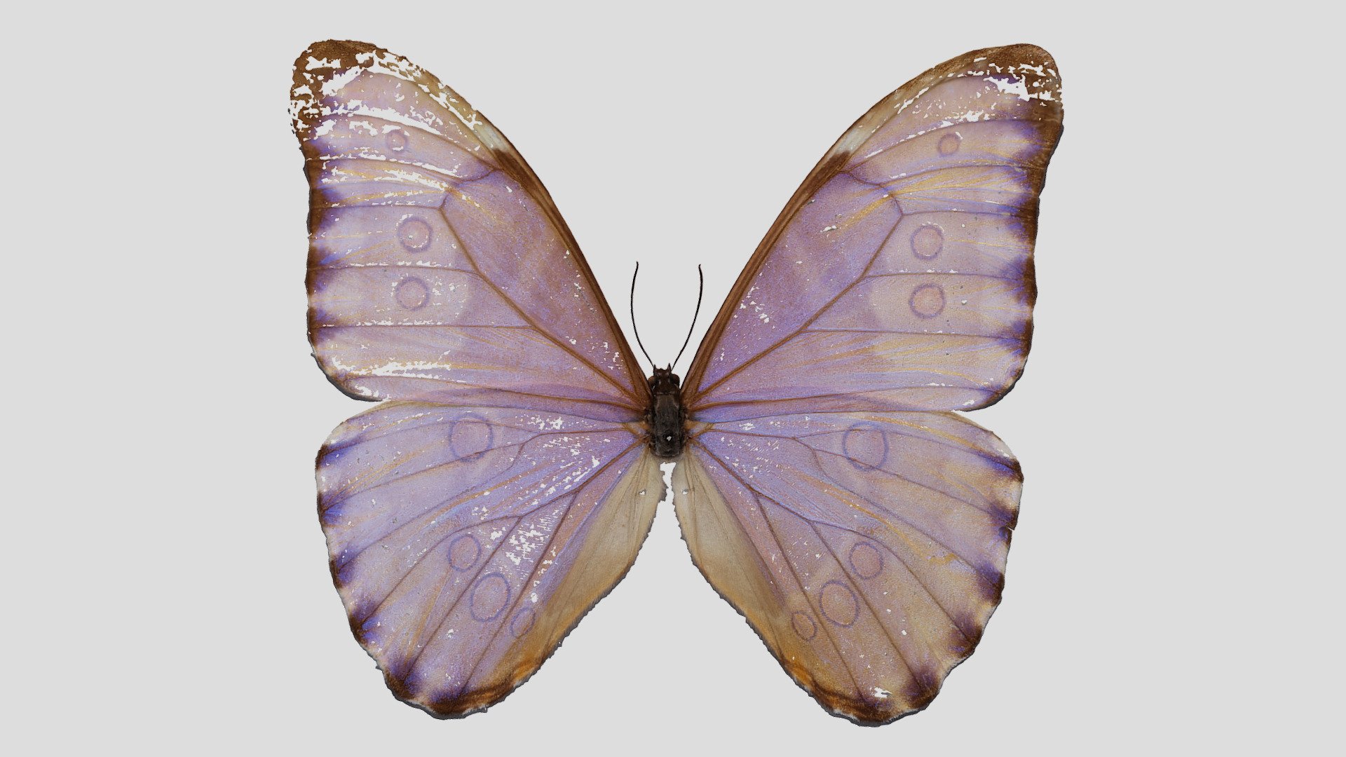 YPM ENT.924032 Butterfly, Morpho aurora - Download Free 3D model by ...