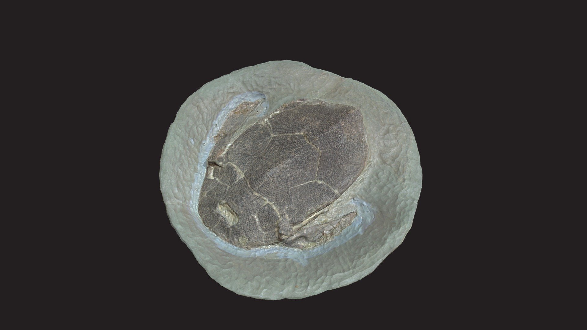 CMNH 8168, Bothriolepis canadensis - 3D model by Cleveland Museum of ...