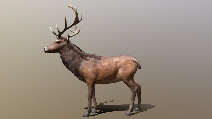 Deer 3D models - Sketchfab