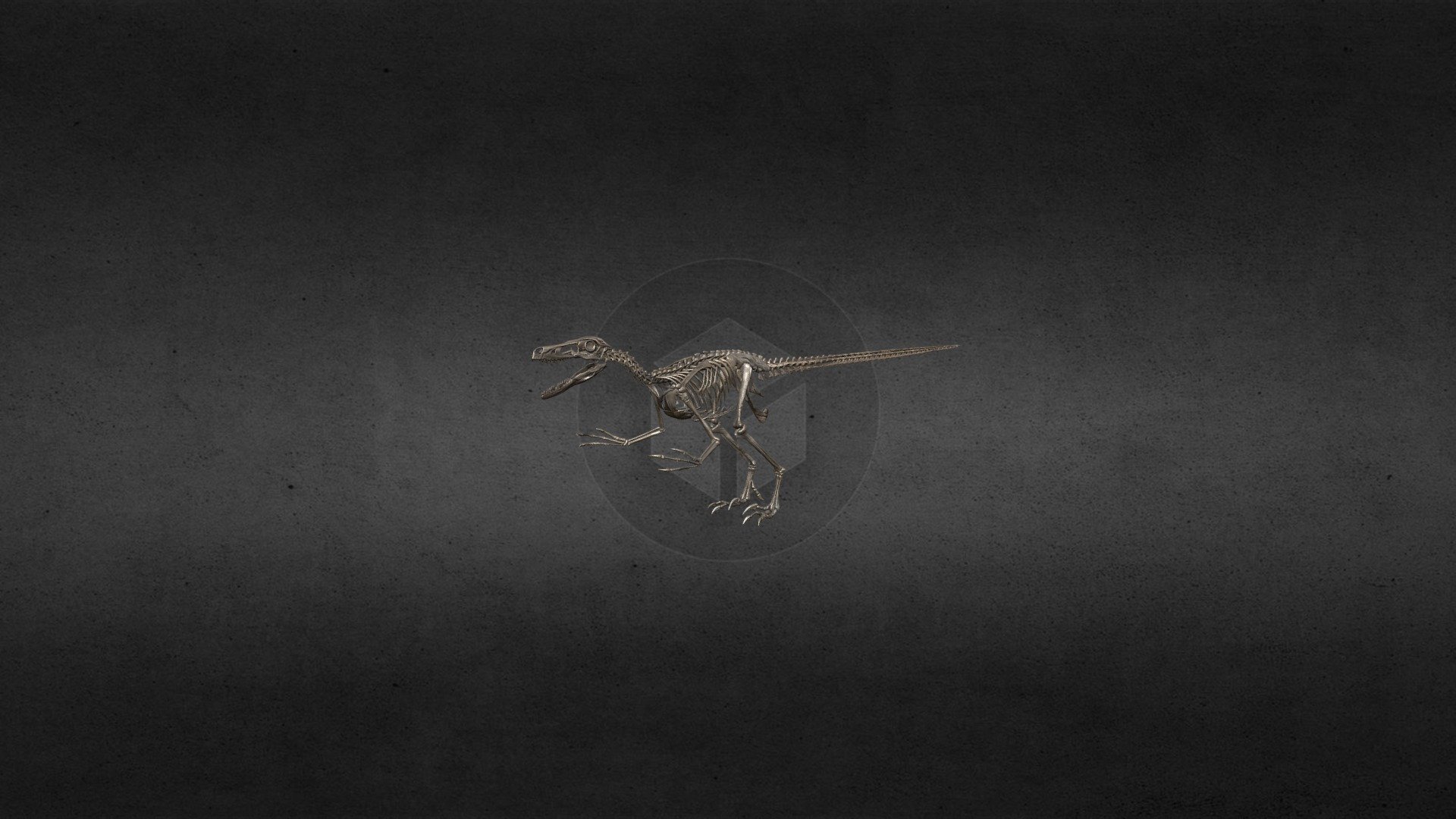 Velociraptor Skeleton - 3D Raptor dinosaur bones - 3D model by Cáo Xám ...