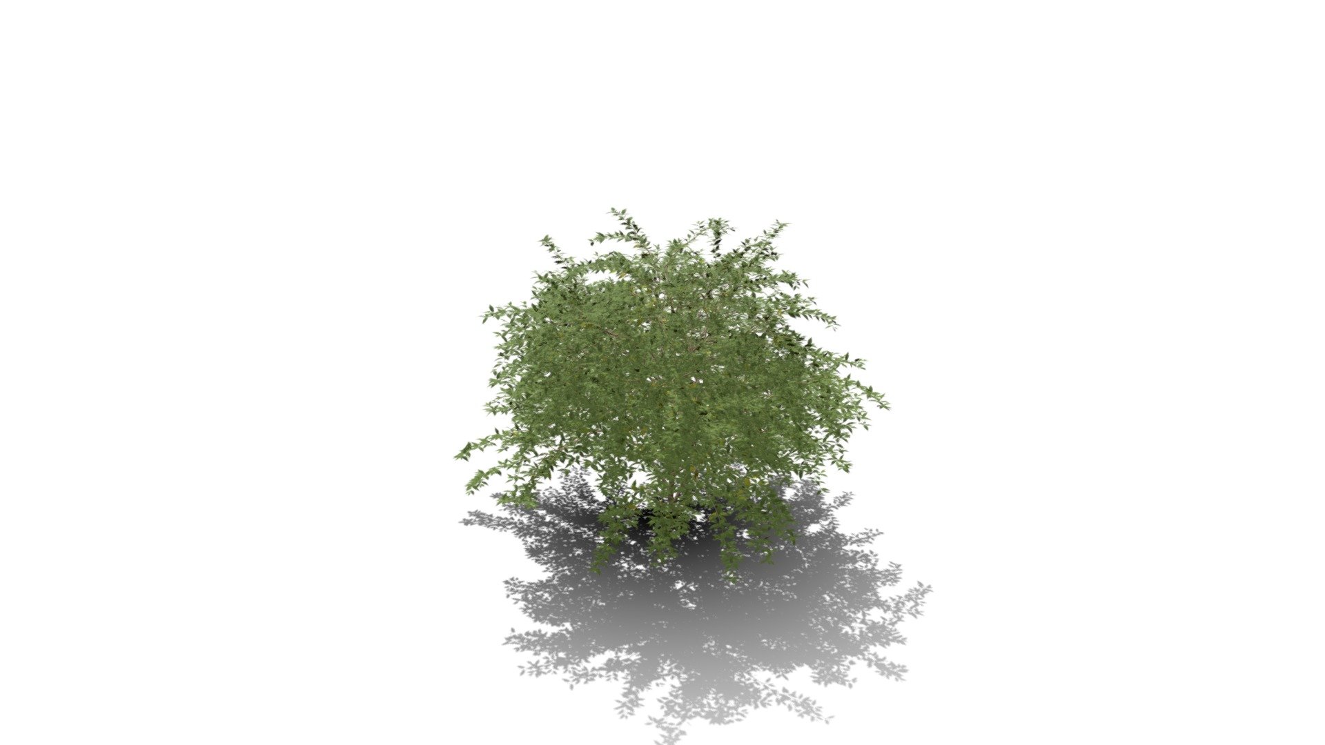 Realistic HD Golden dewberry (15/20) - Download Free 3D model by ...
