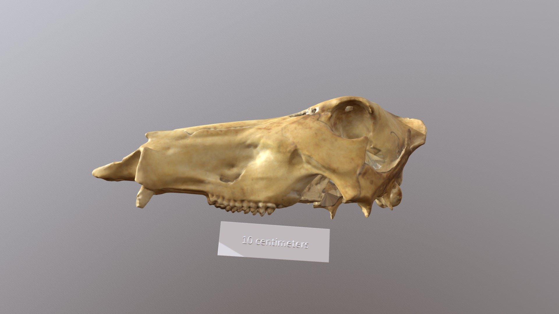 Extinct Peccary Skull (VCU_3D_3628) - Download Free 3D model by Virtual ...
