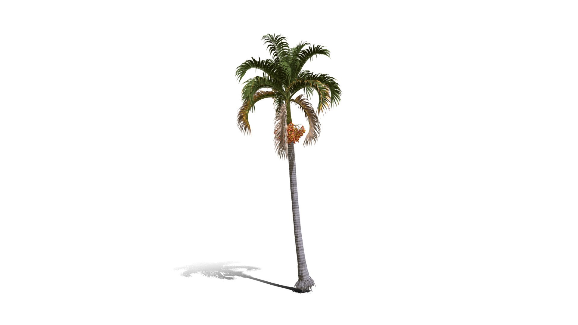Realistic HD Christmas palm (15/35) - Buy Royalty Free 3D model by ...