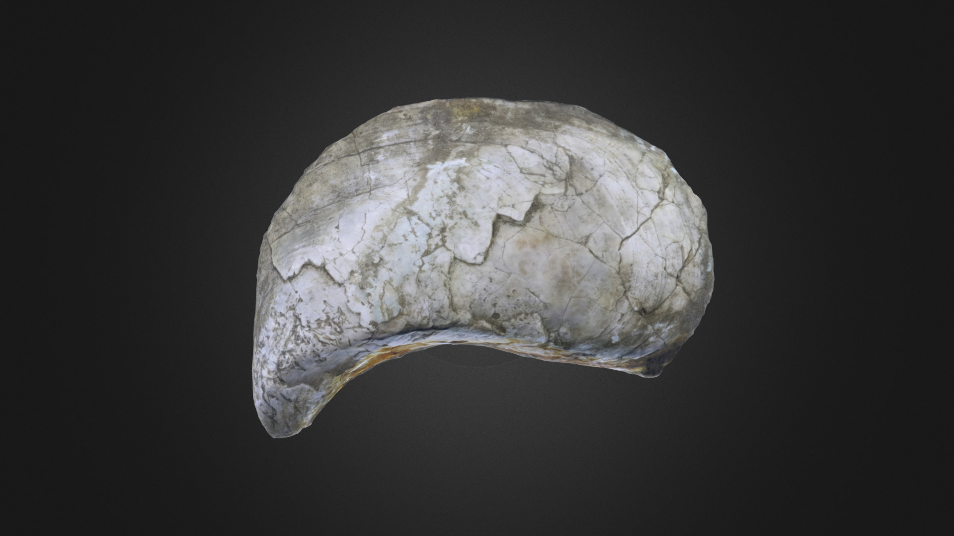 Bivalve: Mytilidae (PRI 76793) - Download Free 3D model by Digital ...