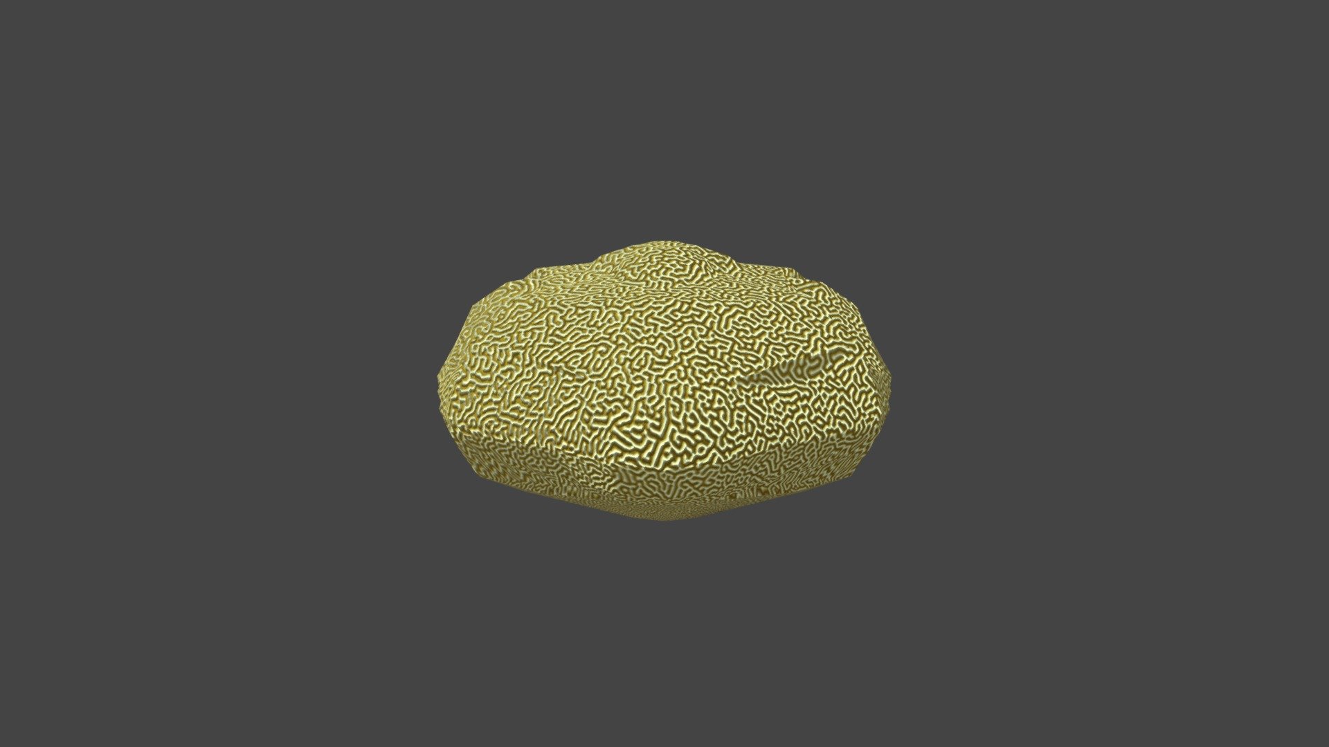 Brain Coral 2.3 - Download Free 3D model by jazz-the-giraffe [ee987b9 ...