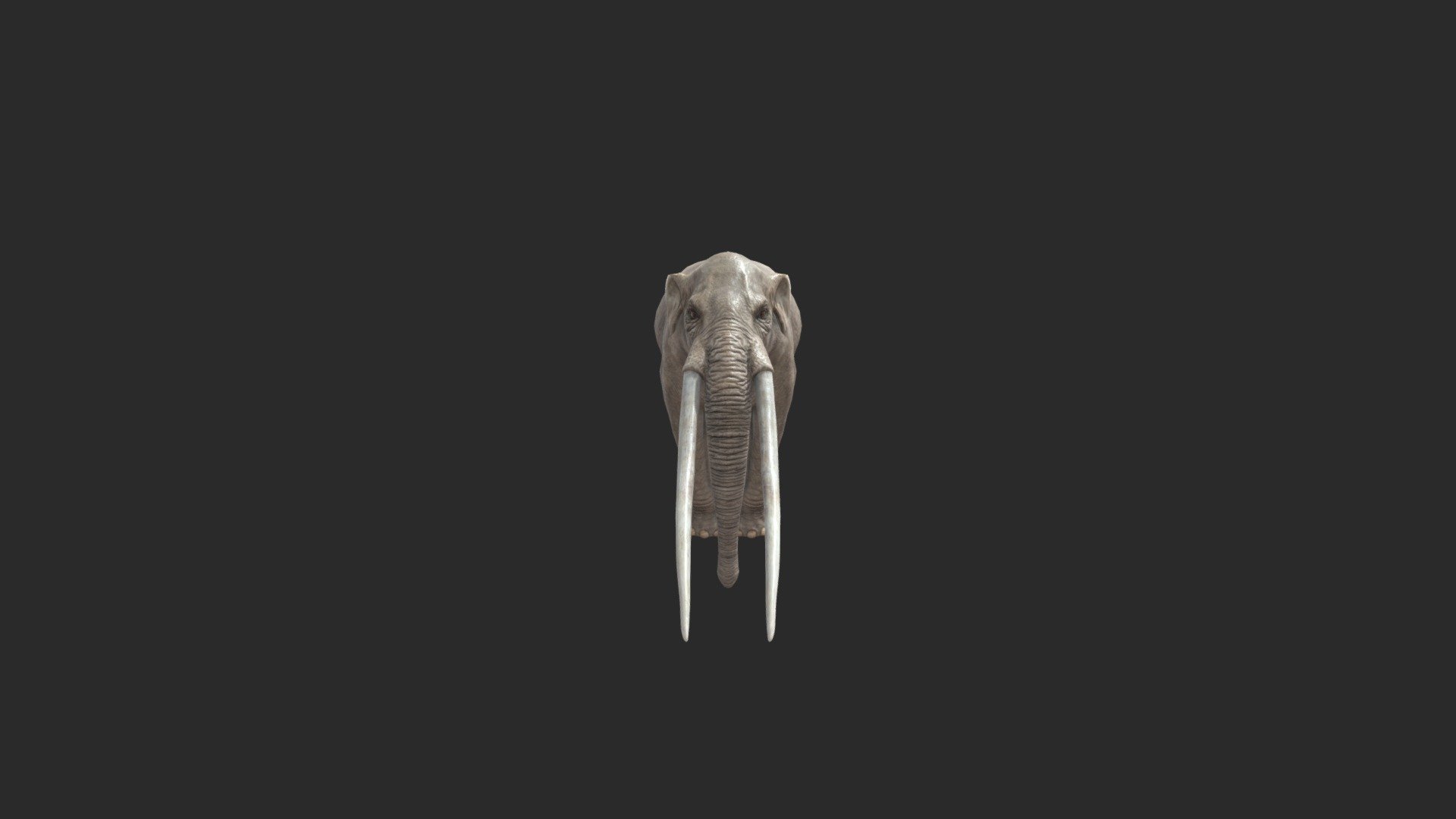 Anancus arvernensis - 3D model by anthodon [ee9b52c] - Sketchfab