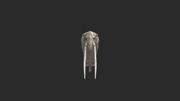 Anancus 3D models - Sketchfab