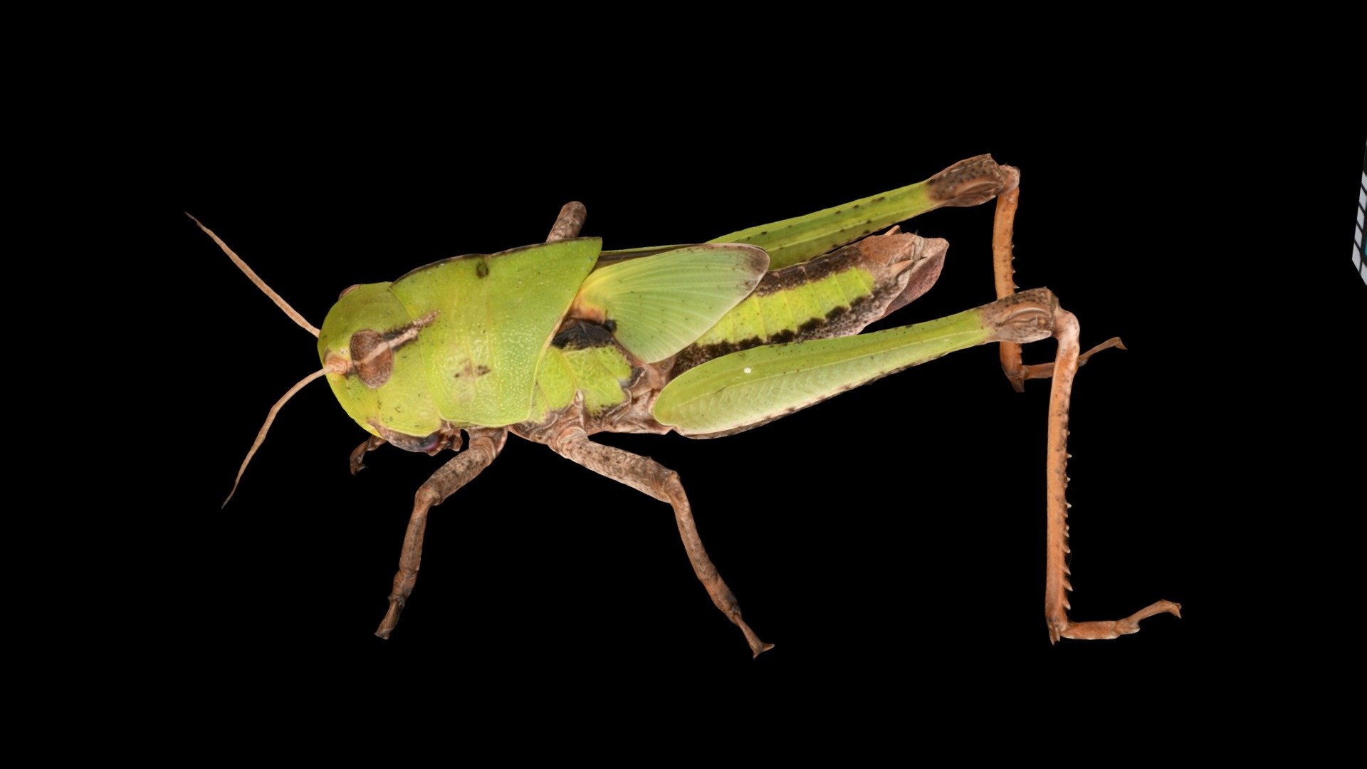 トノサマバッタ 幼虫 Migratory Locust, Locust migratoria - Download Free 3D model ...